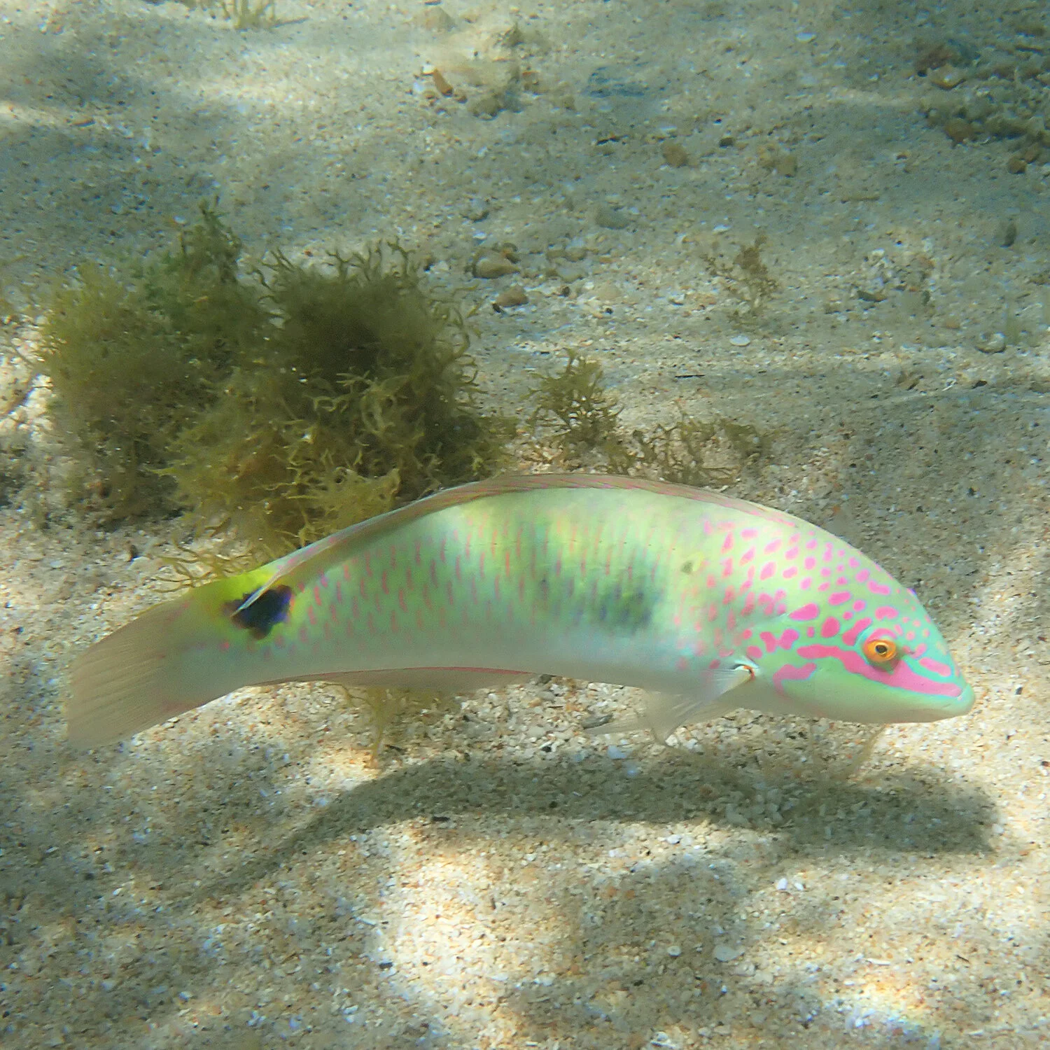 Beneath the waves in Emily Bay, Norfolk Island — Norfolk Island's Reef