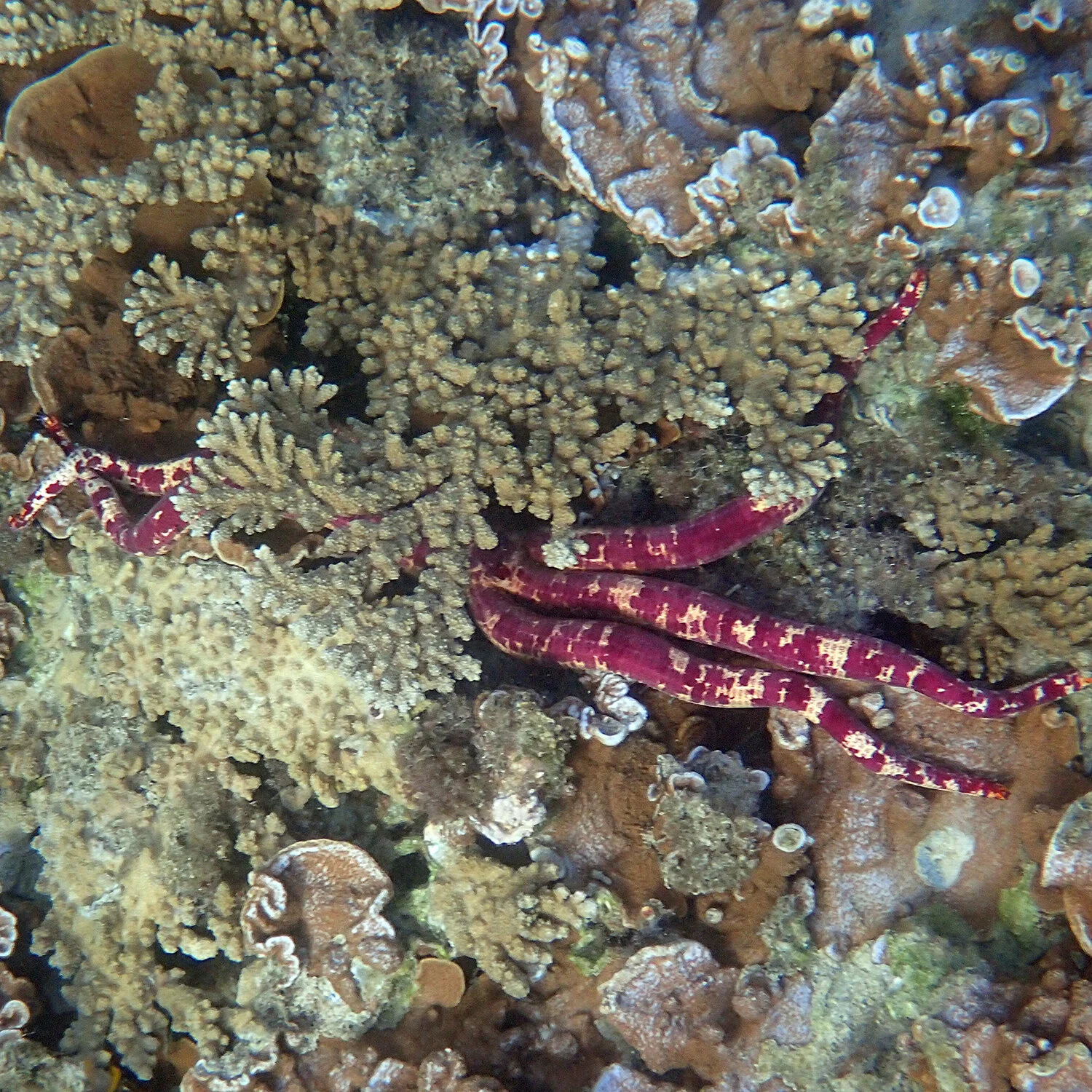 Norfolk Island's Sea stars