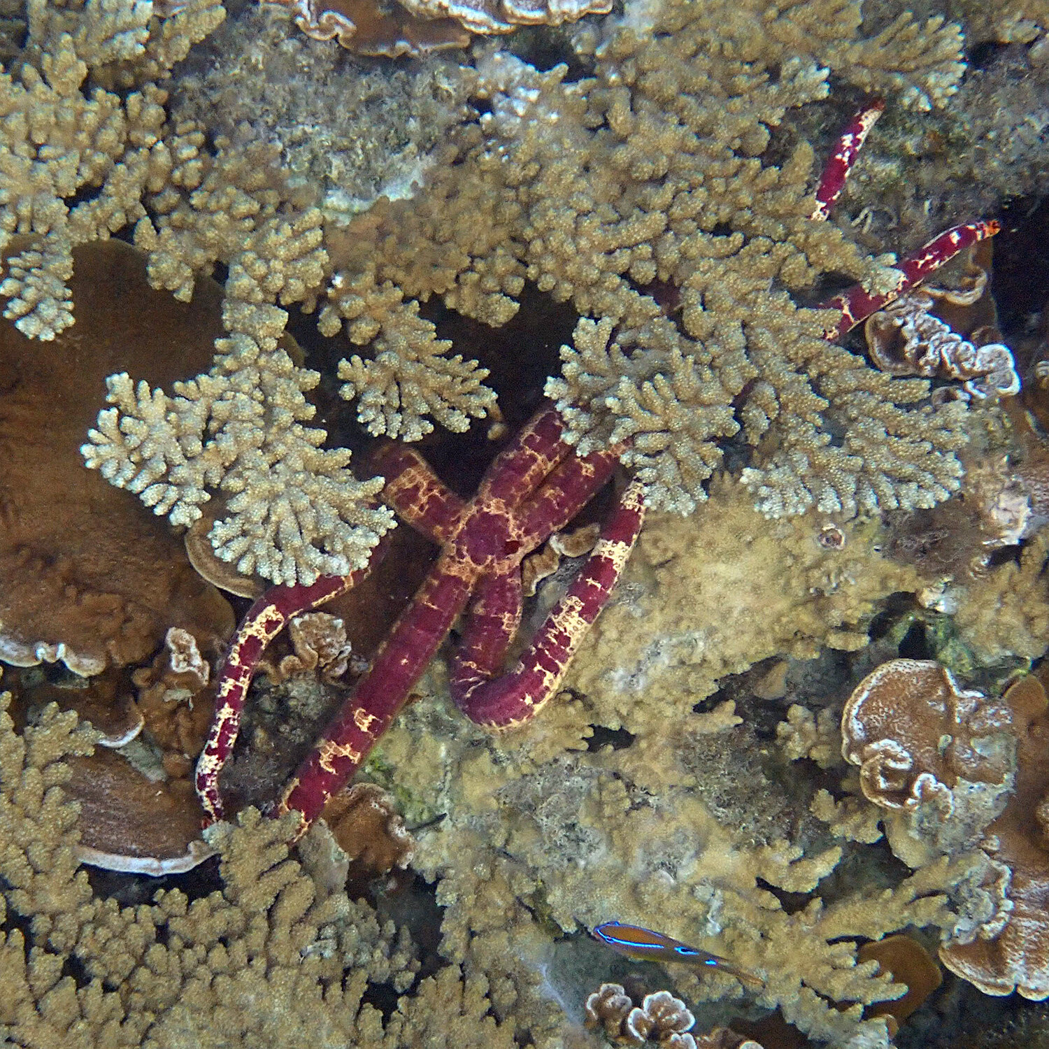 Norfolk Island's Sea stars