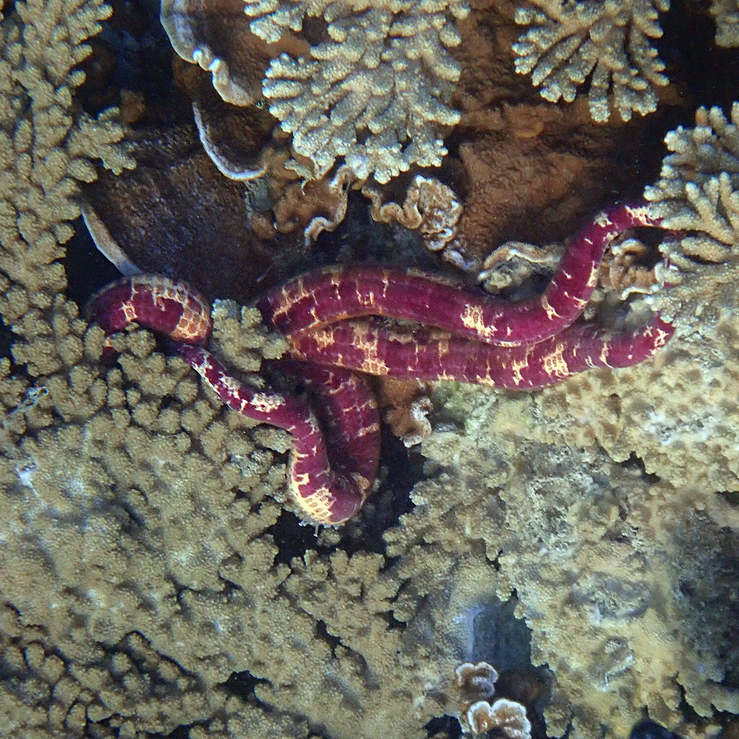Norfolk Island's Sea stars