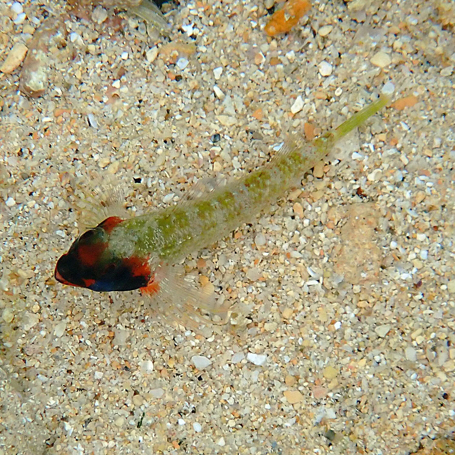 Norfolk Island's Reef Fish