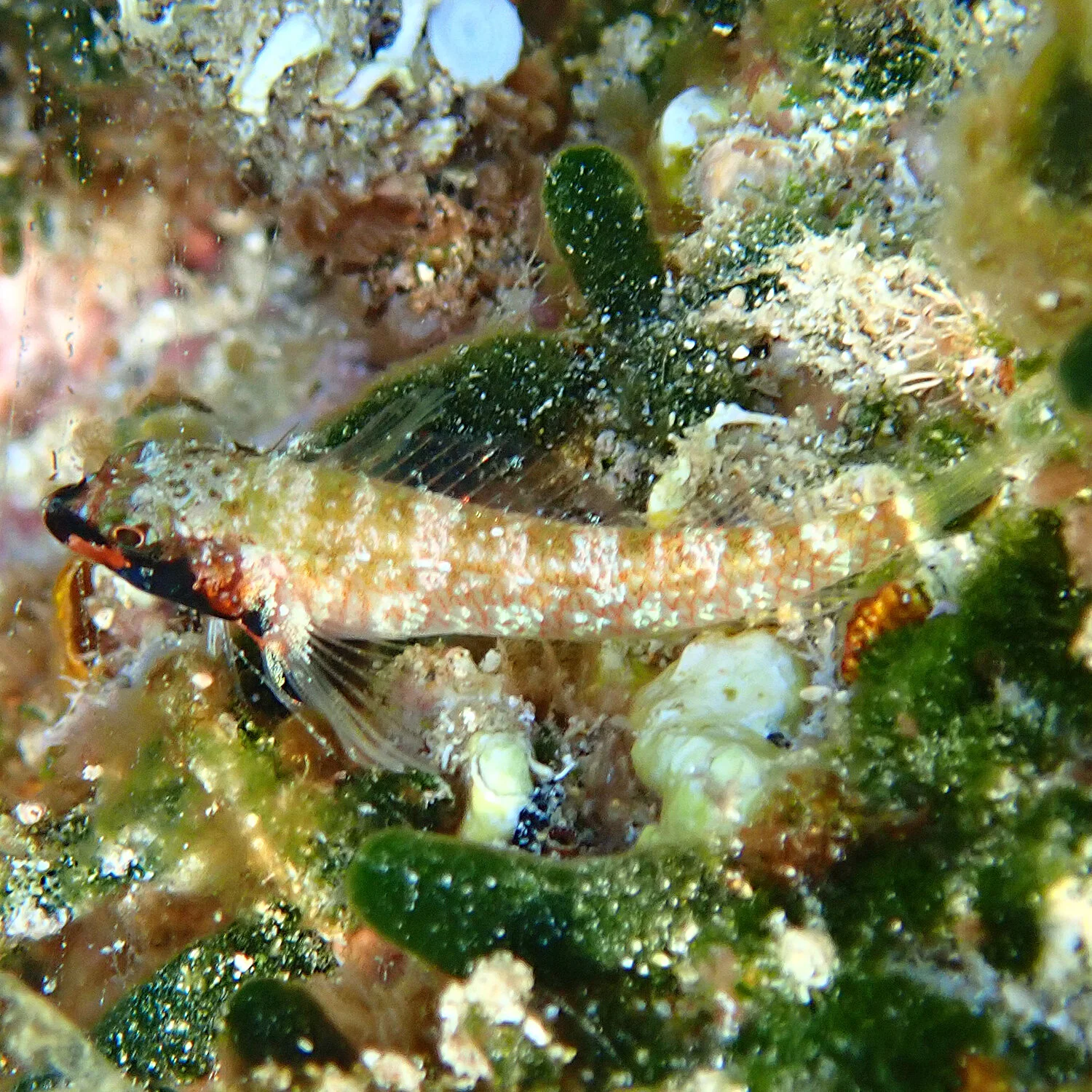 Norfolk Island's Reef Fish