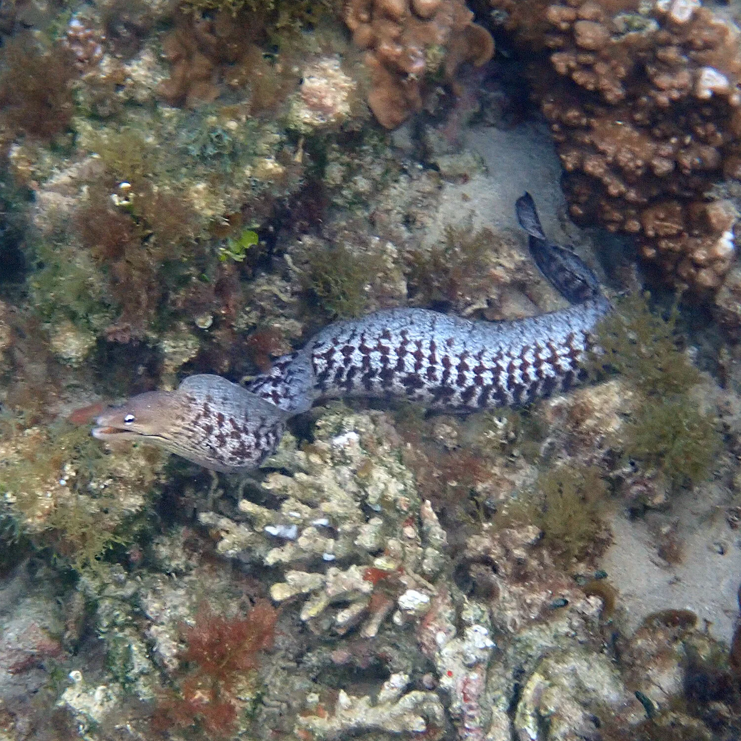 Norfolk Island's Eels