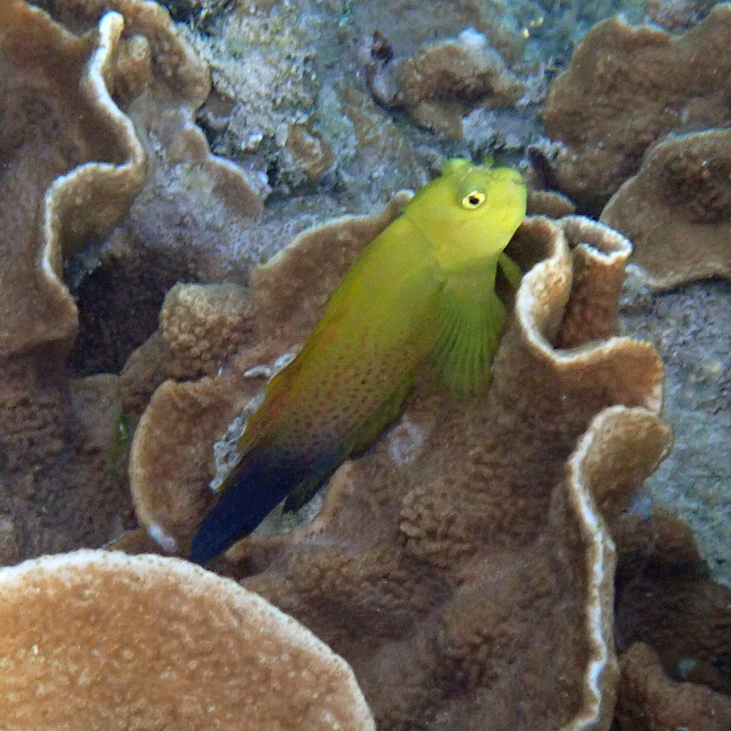 Norfolk Island's Reef Fish