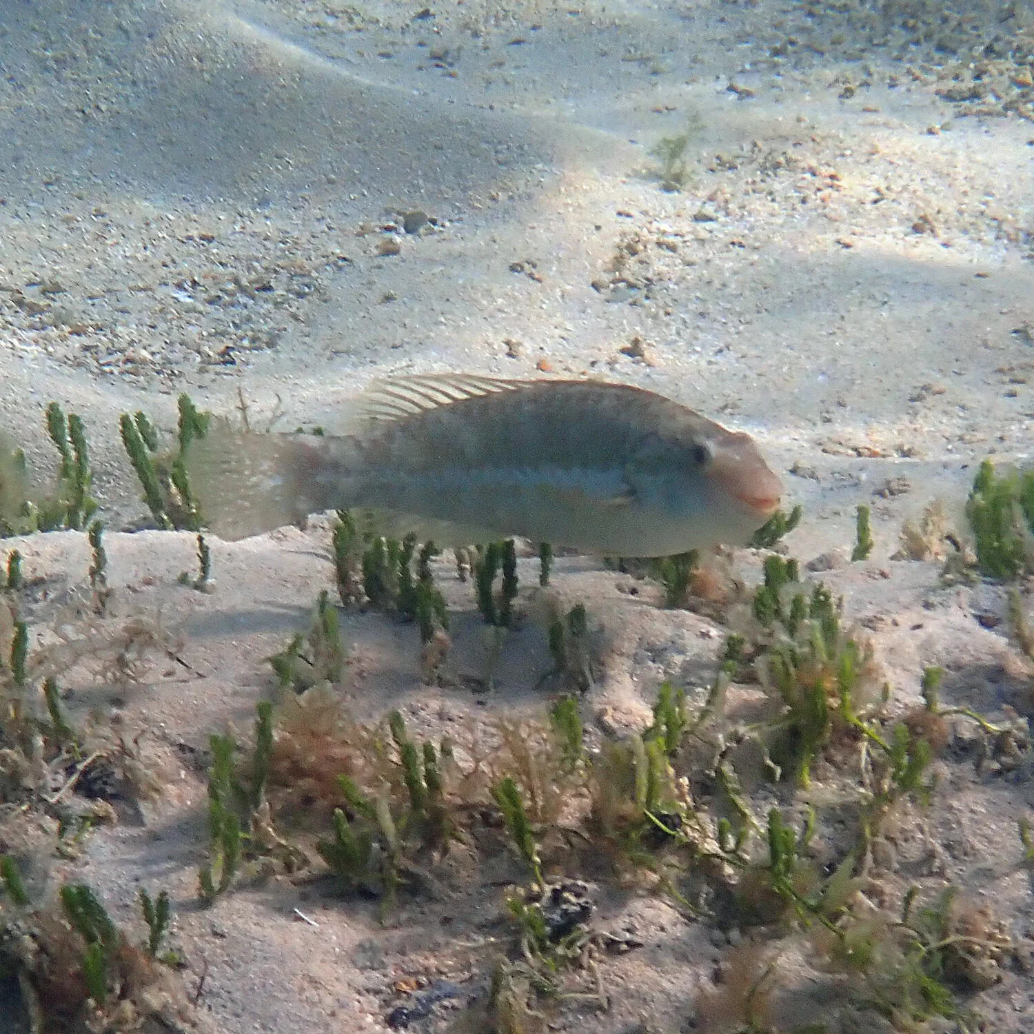Once a boy, always a boy – the marbled parrotfish — Norfolk Island's Reef