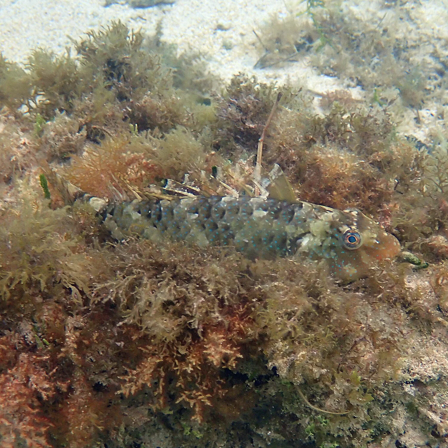 Once a boy, always a boy – the marbled parrotfish — Norfolk Island's Reef