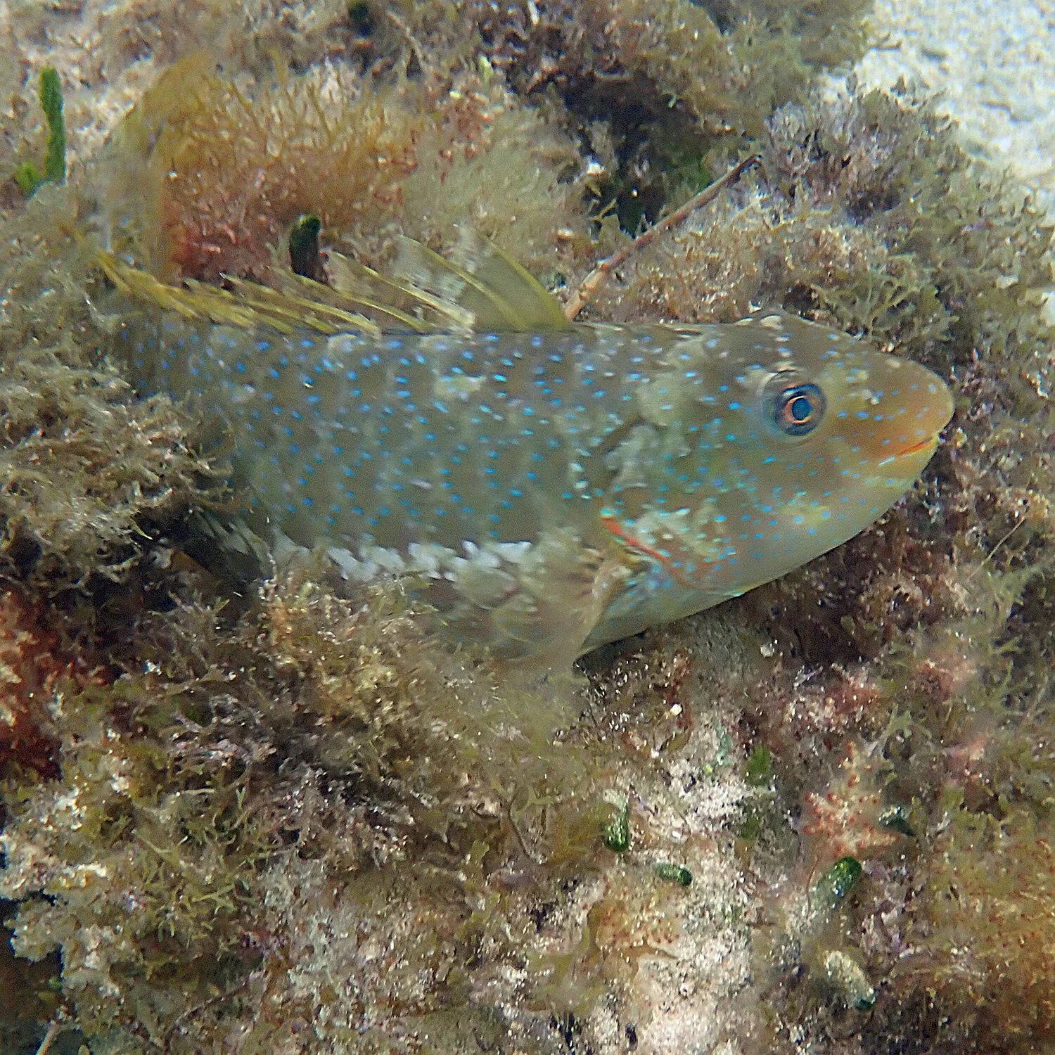 Once a boy, always a boy – the marbled parrotfish — Norfolk Island's Reef