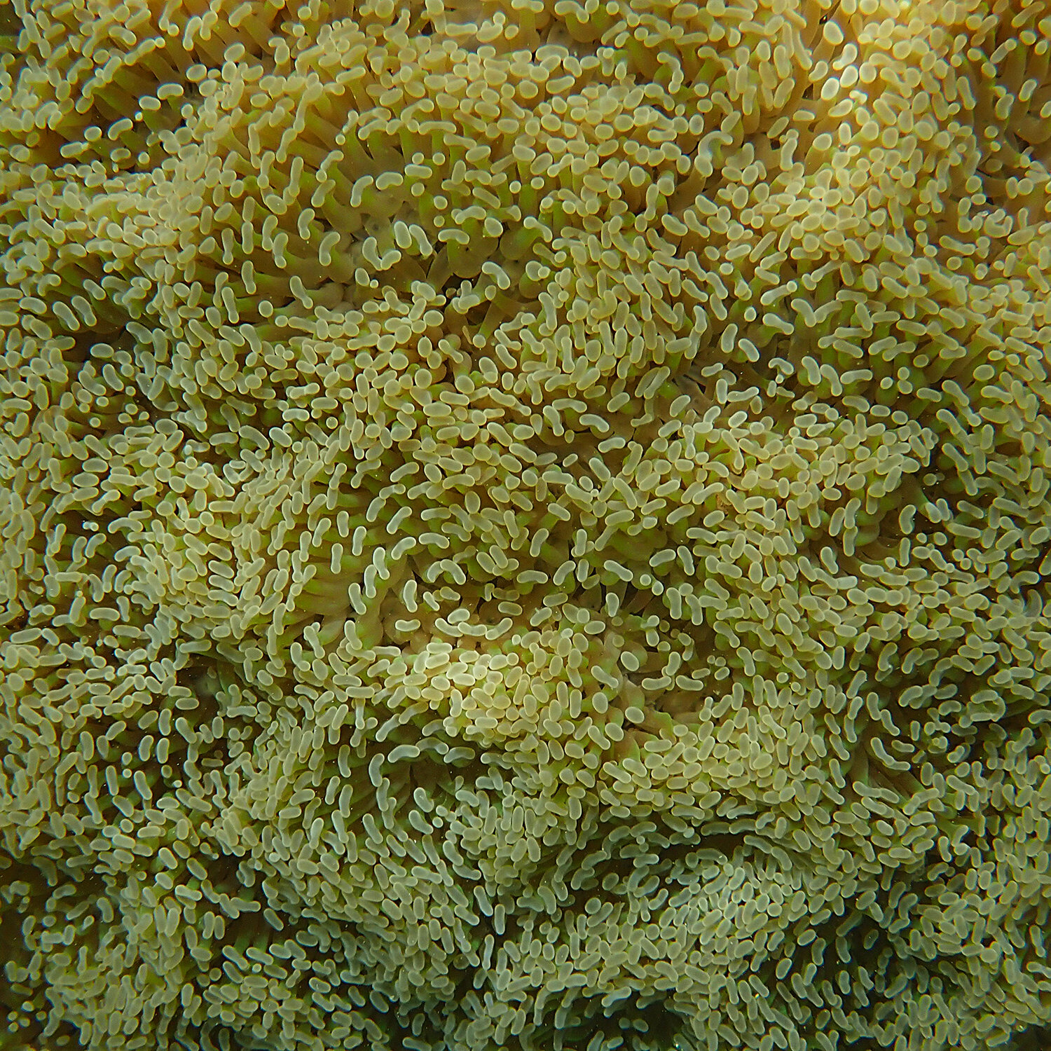 A tale of two corals — Norfolk Island's Reef