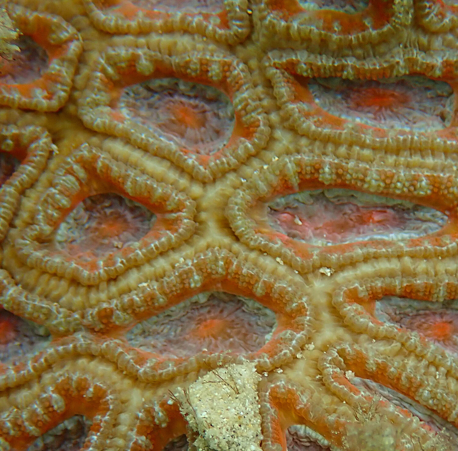 Norfolk Island's Coral