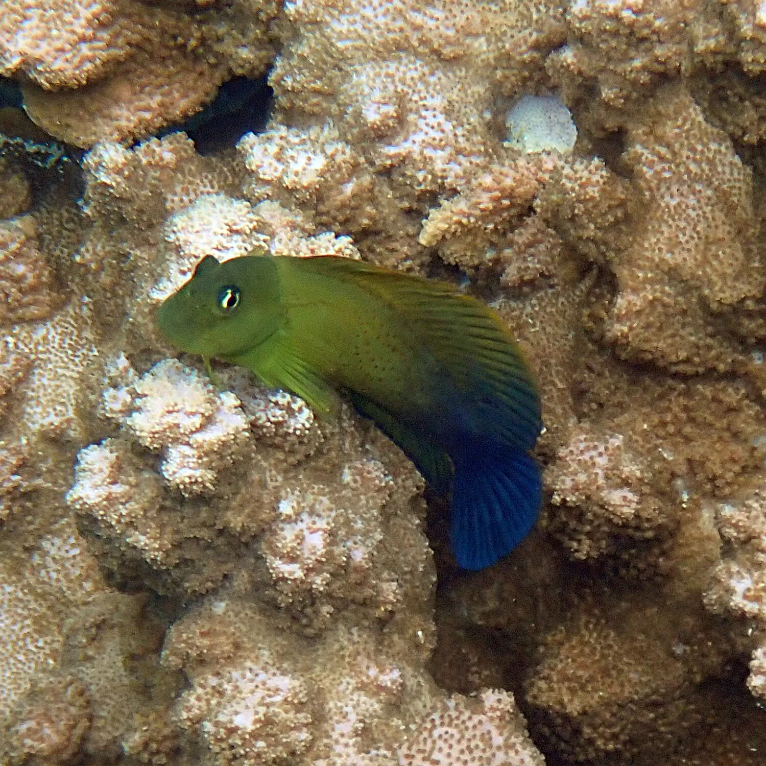 Norfolk Island's Reef Fish