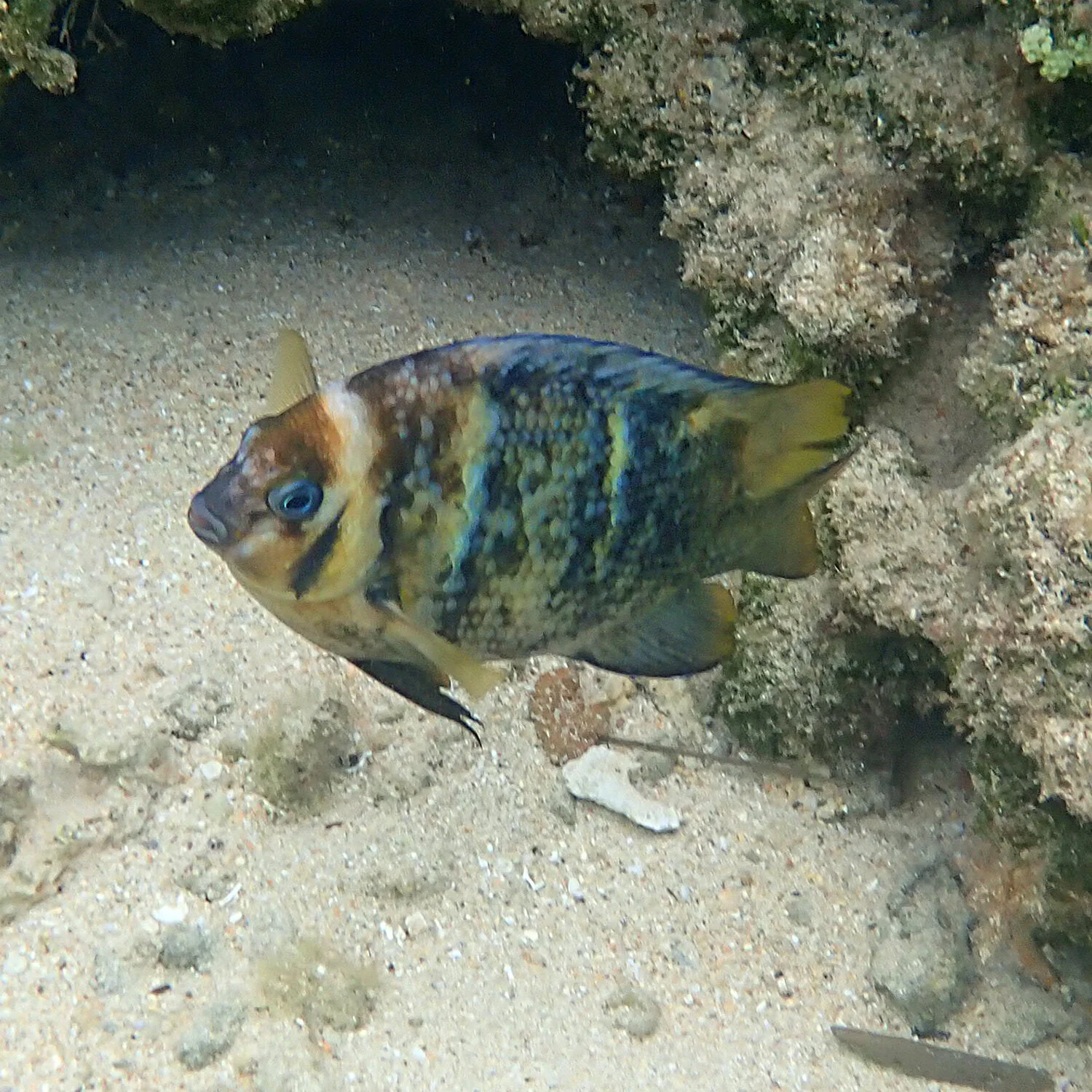 Know your damsels – multispine damselfish versus banded scalyfins ...