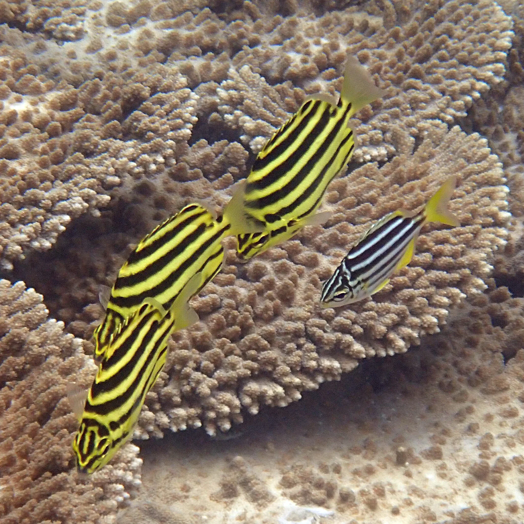 A little mado with attitude! — Norfolk Island's Reef