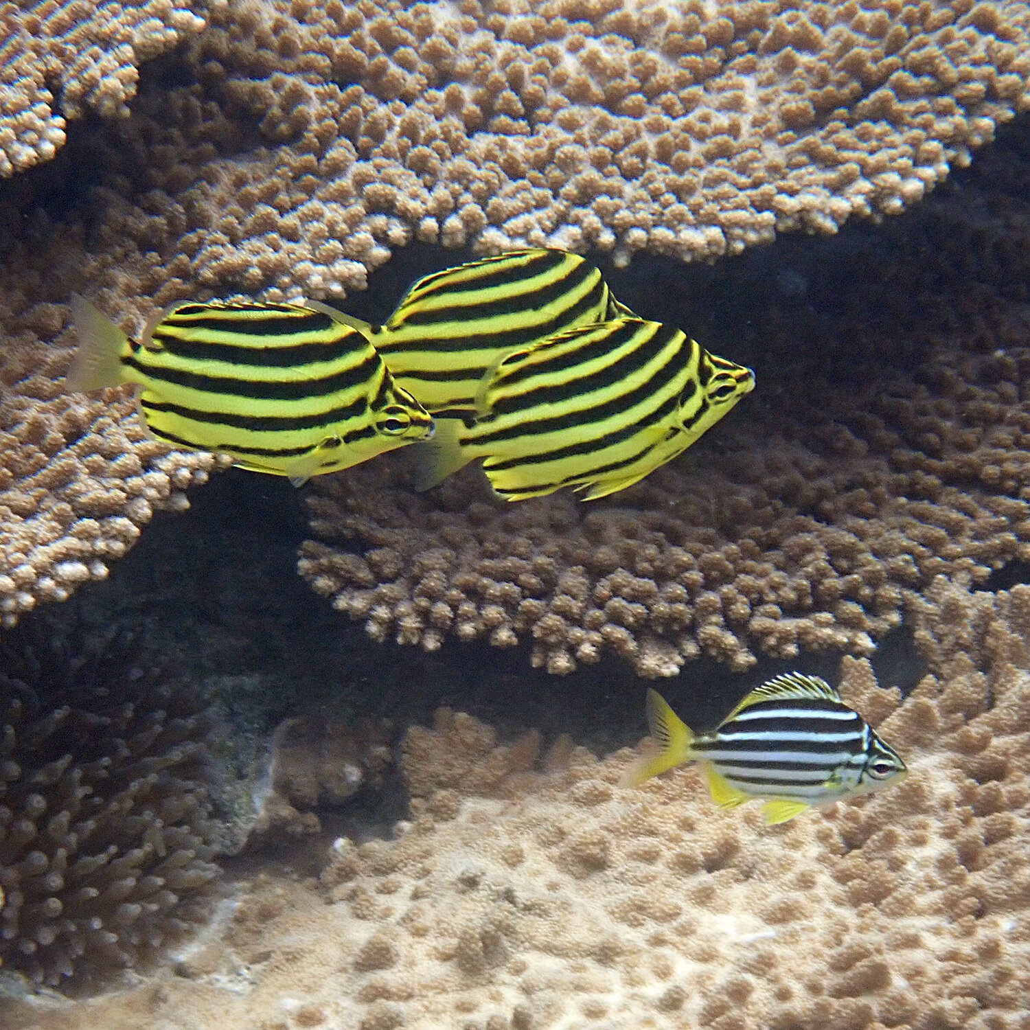 A little mado with attitude! — Norfolk Island's Reef