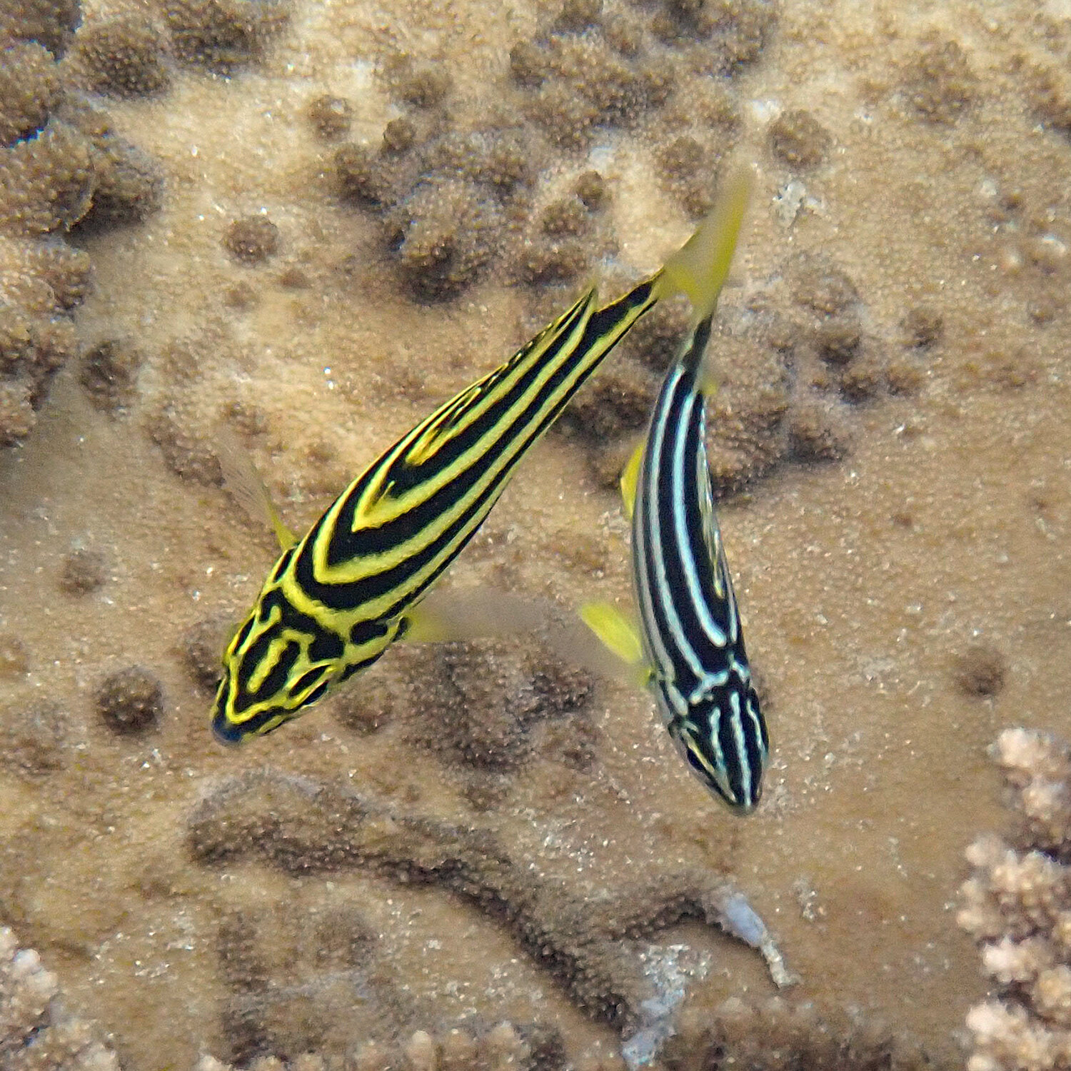 A little mado with attitude! — Norfolk Island's Reef
