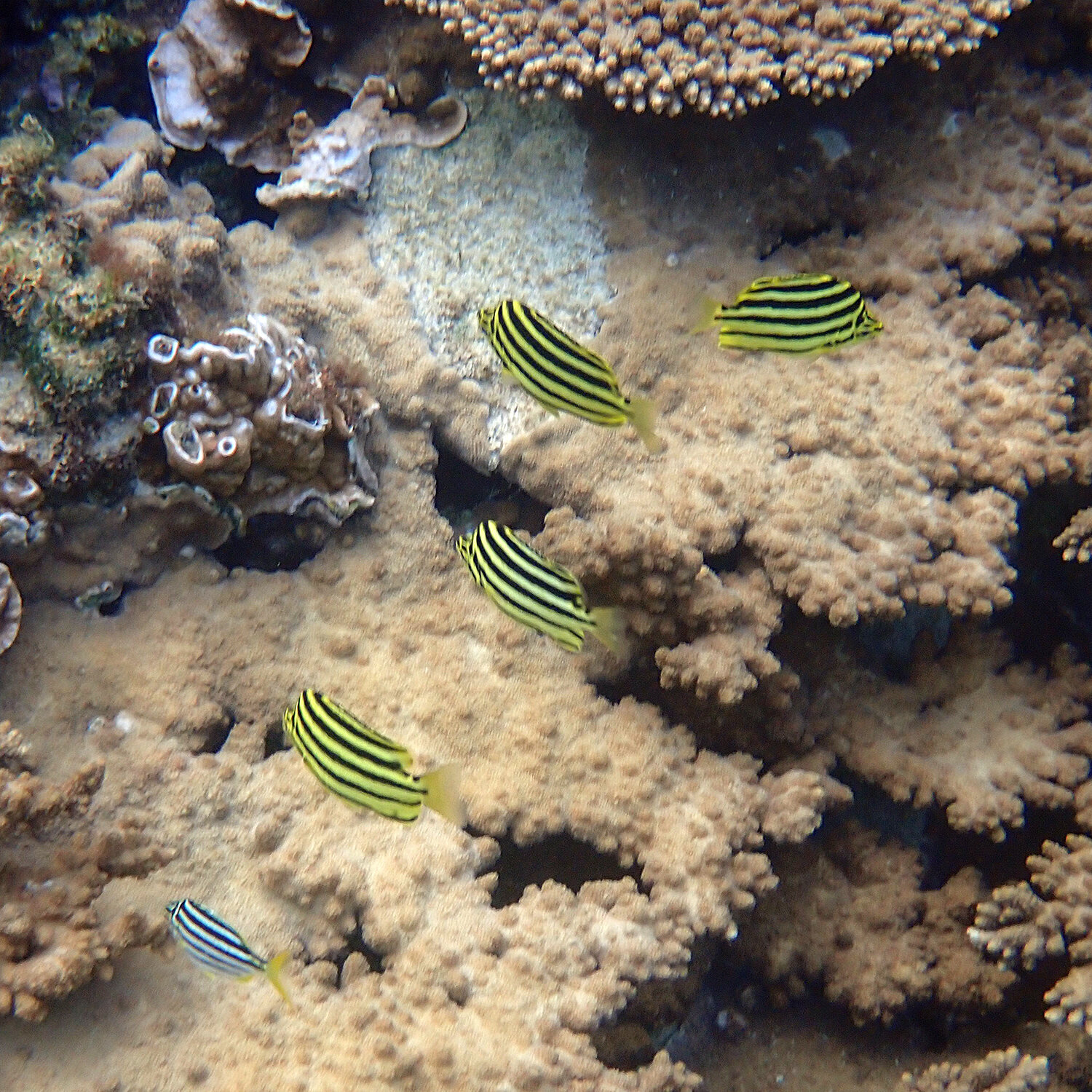 A little mado with attitude! — Norfolk Island's Reef