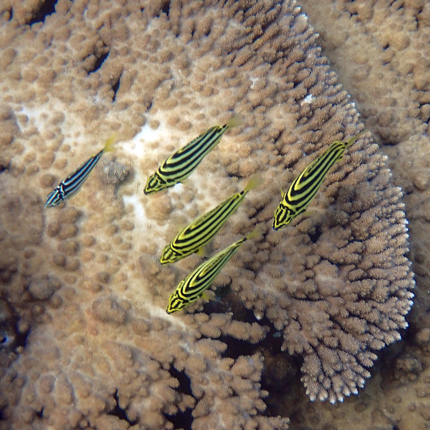 A little mado with attitude! — Norfolk Island's Reef