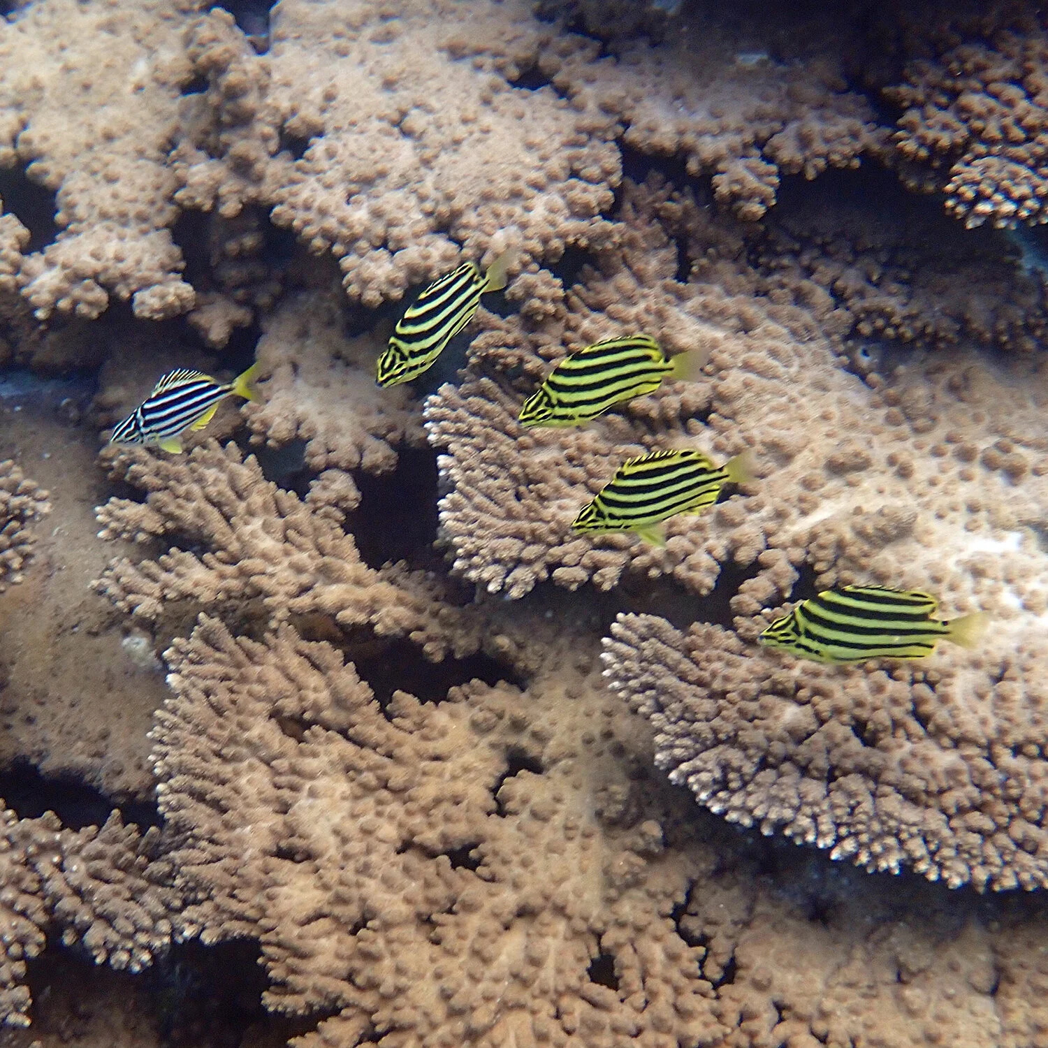 A little mado with attitude! — Norfolk Island's Reef