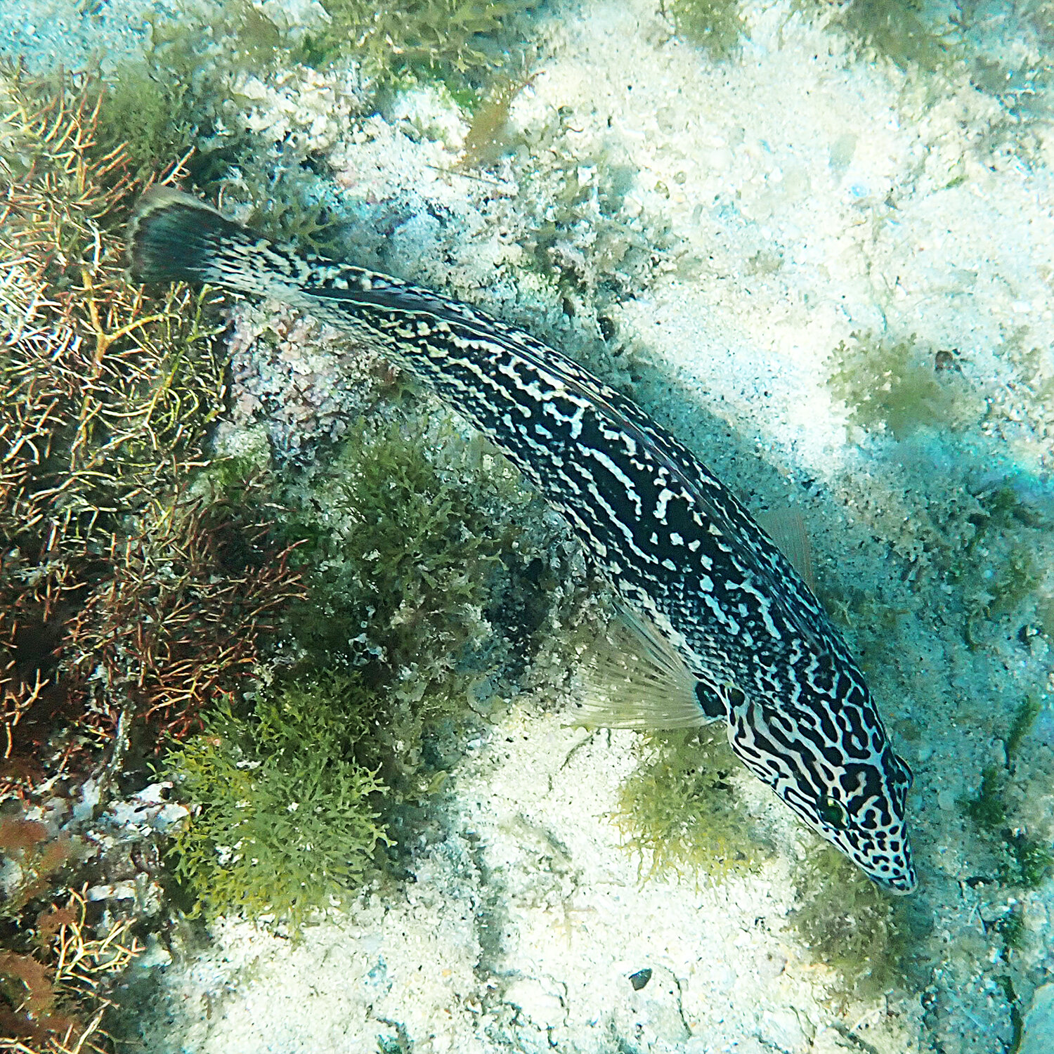 The doubleheader's double life! — Norfolk Island's Reef