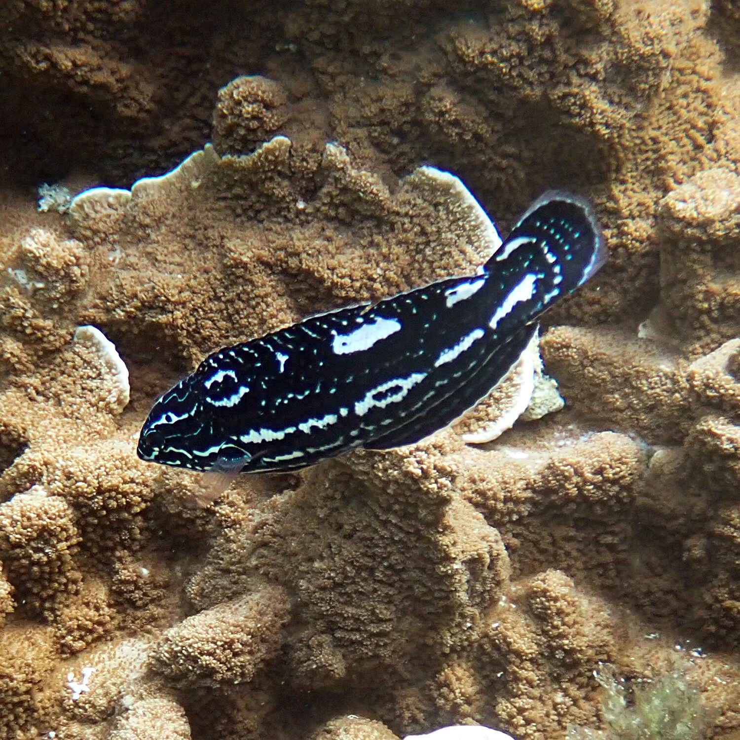 The doubleheader's double life! — Norfolk Island's Reef