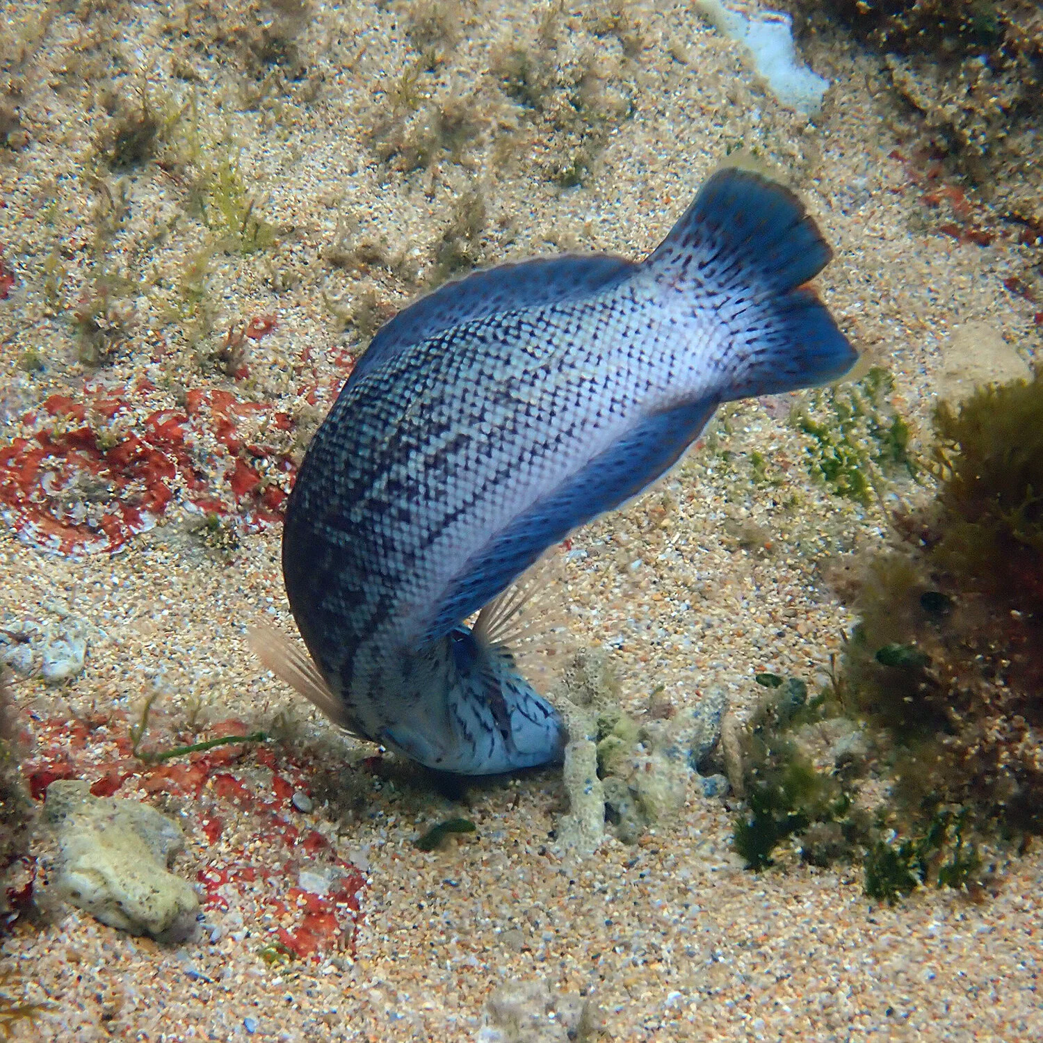 The doubleheader's double life! — Norfolk Island's Reef