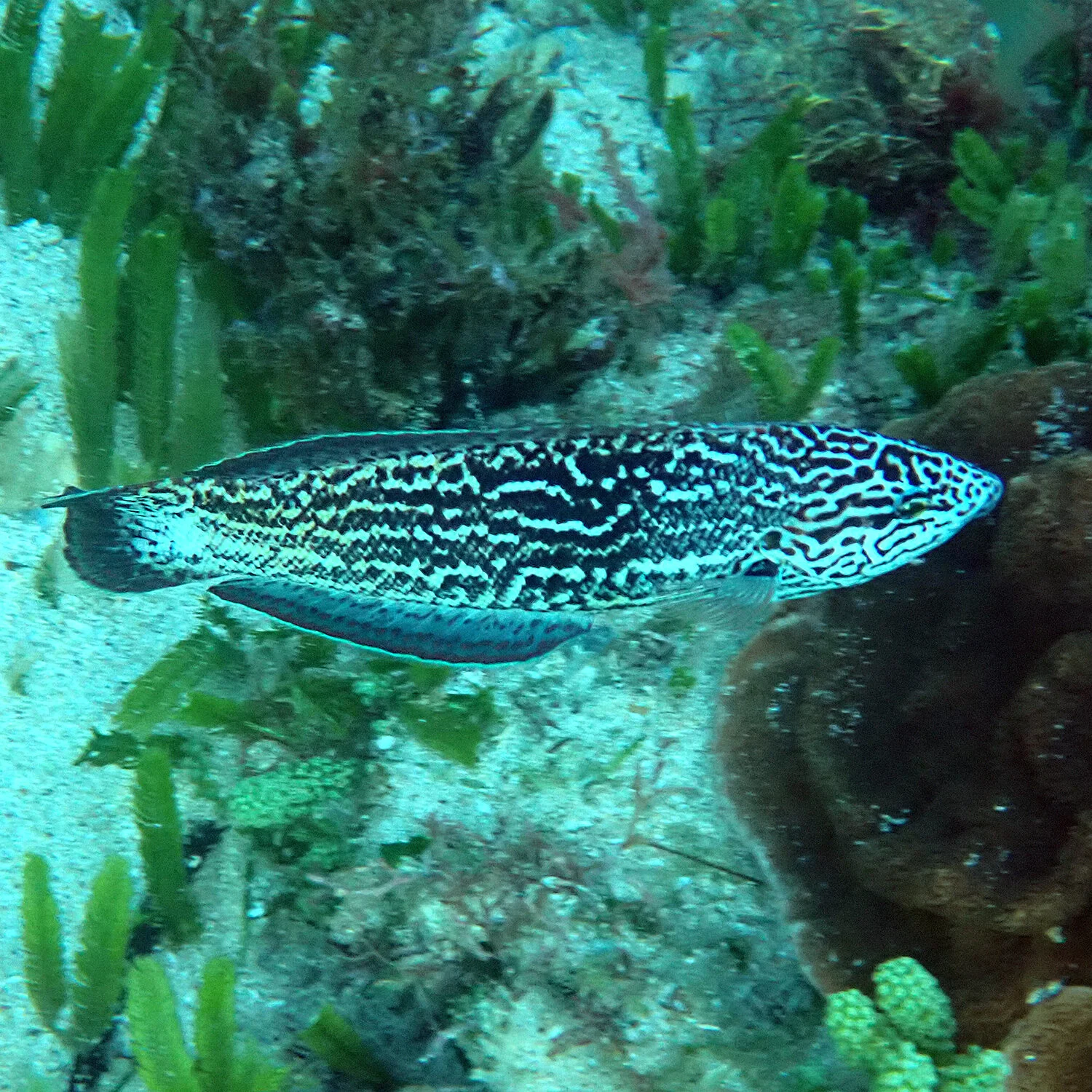 The doubleheader's double life! — Norfolk Island's Reef