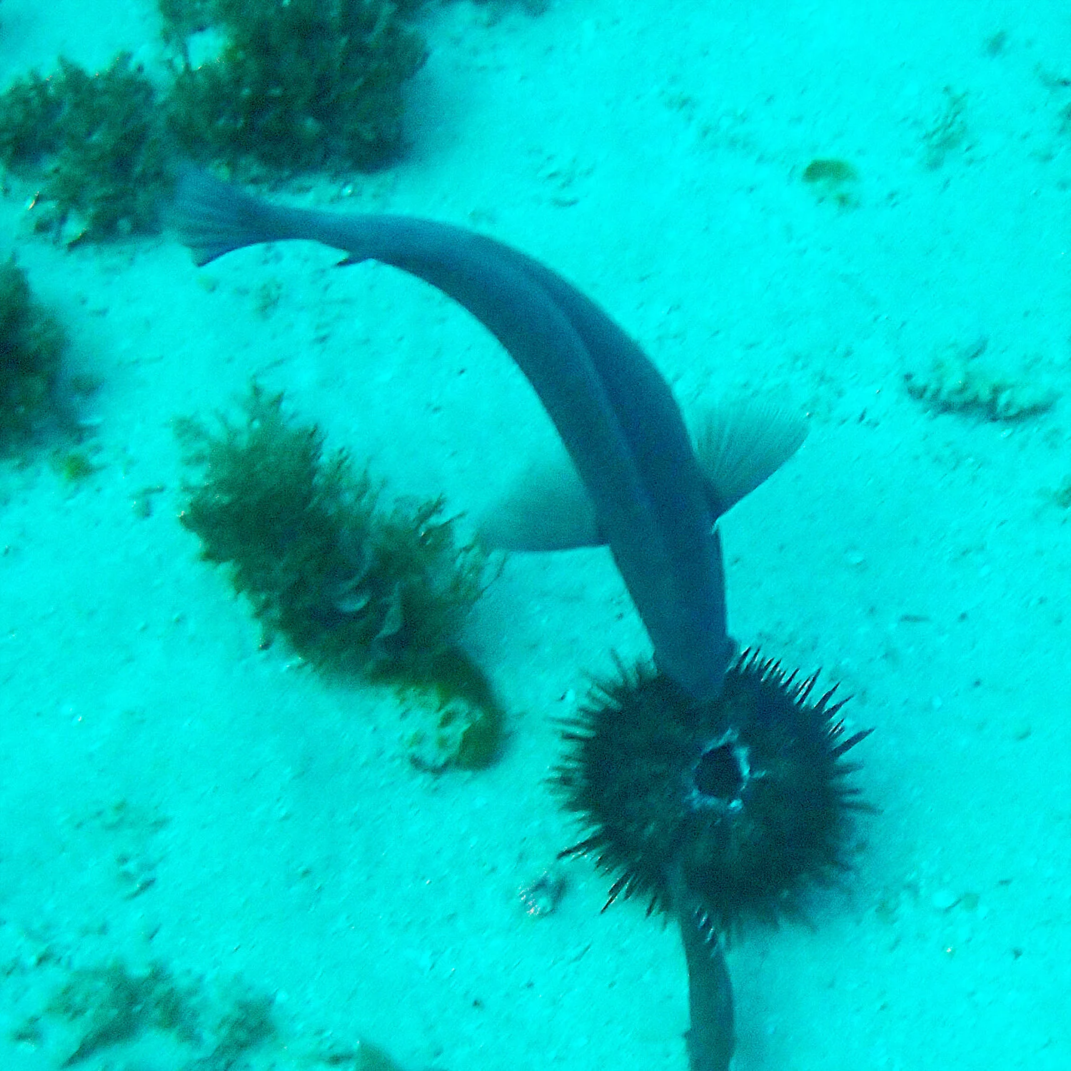 The doubleheader's double life! — Norfolk Island's Reef