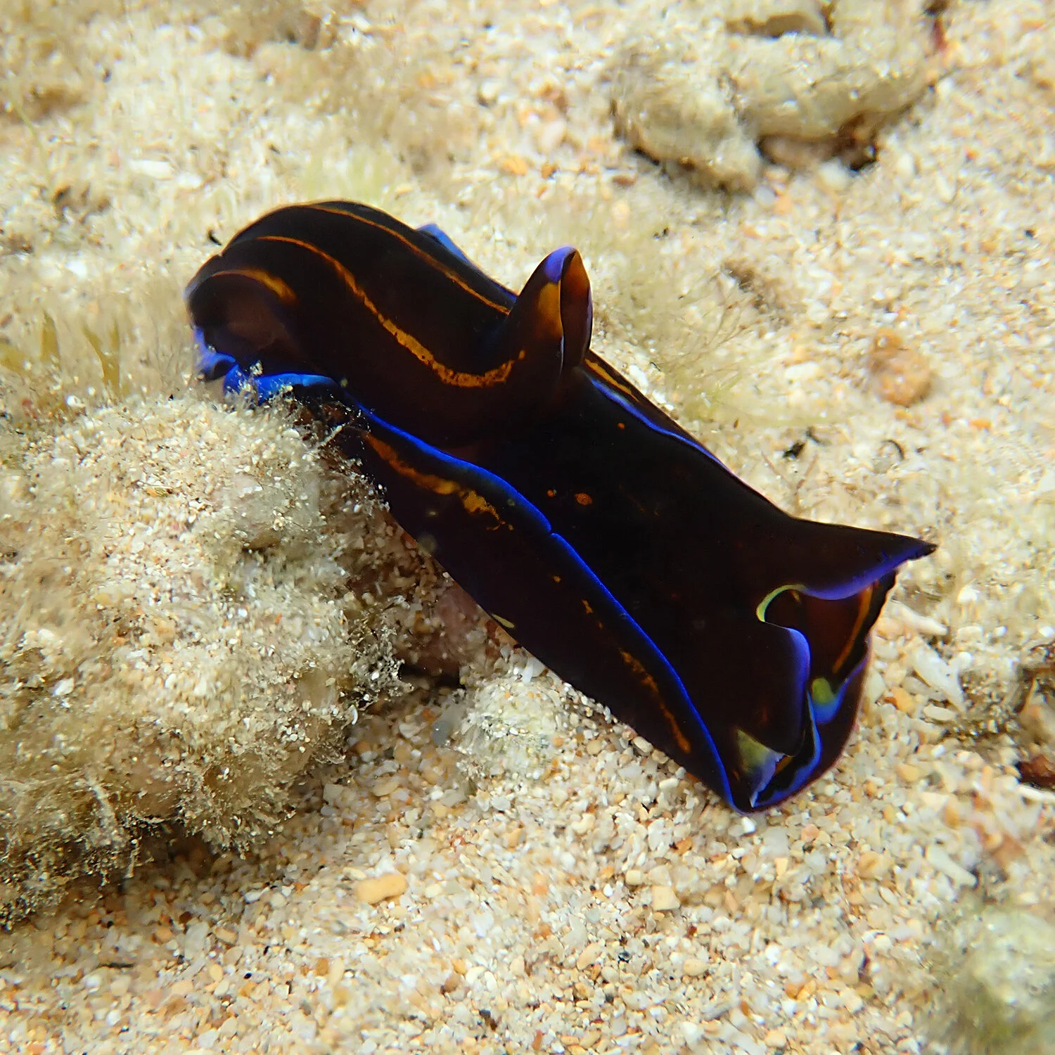 Norfolk Island's Nudibranchs, Sea Slugs and Flatworms