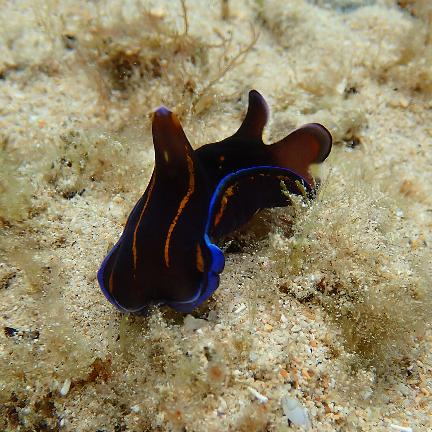 Norfolk Island's Nudibranchs, Sea Slugs and Flatworms