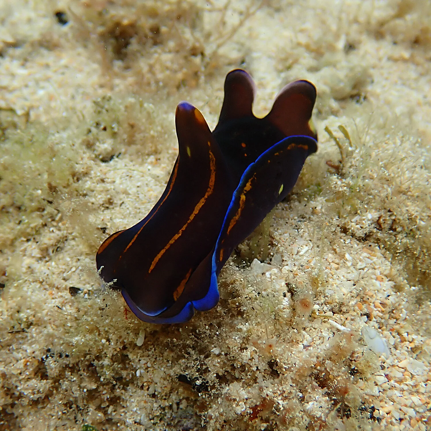 Norfolk Island's Nudibranchs, Sea Slugs and Flatworms