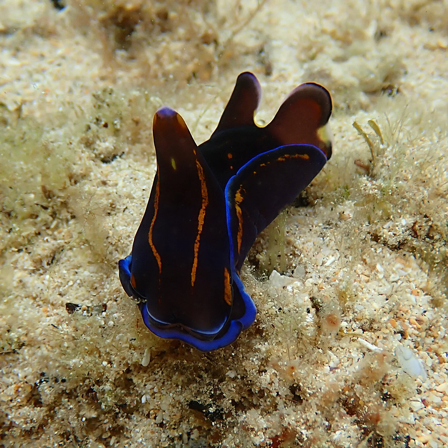 Norfolk Island's Nudibranchs, Sea Slugs and Flatworms