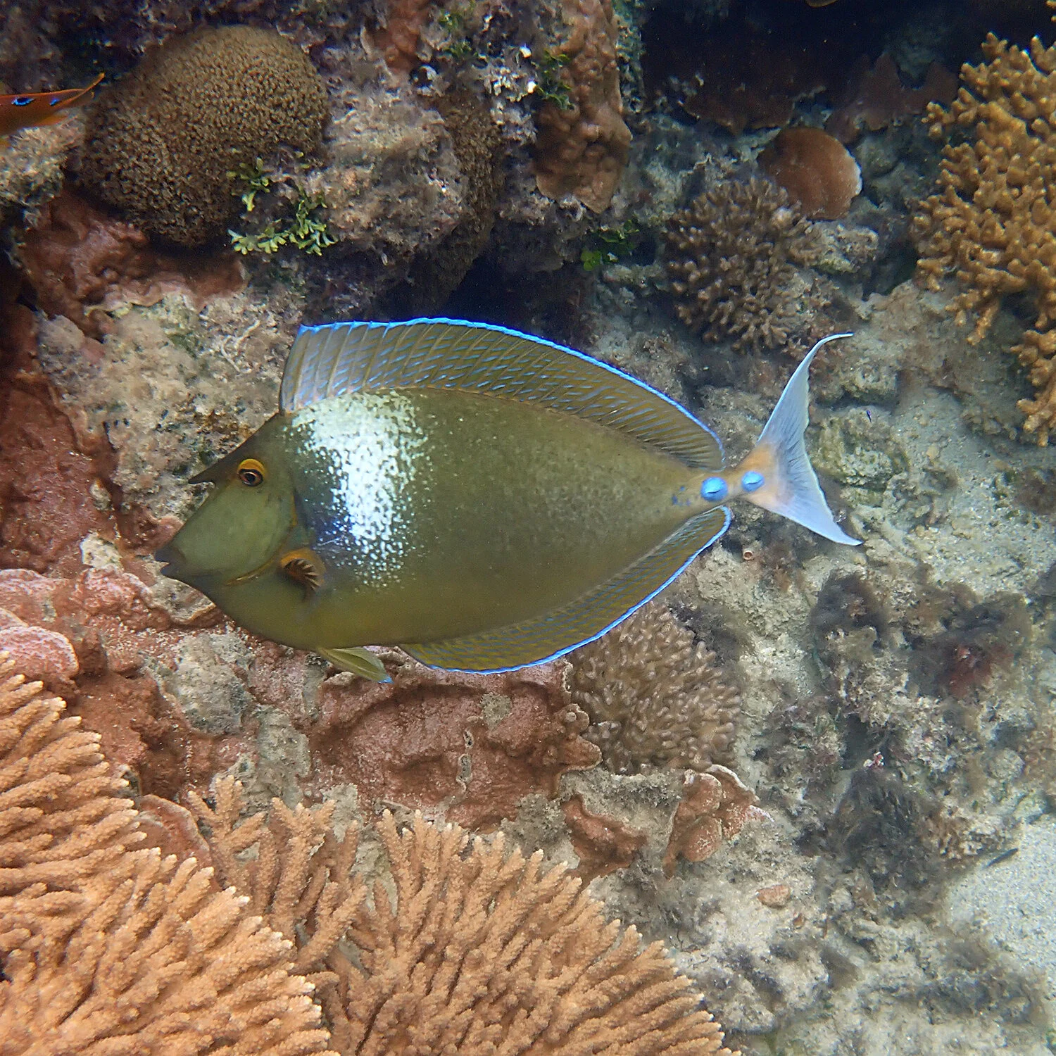Charisma plus! The bluespine unicornfish — Norfolk Island's Reef