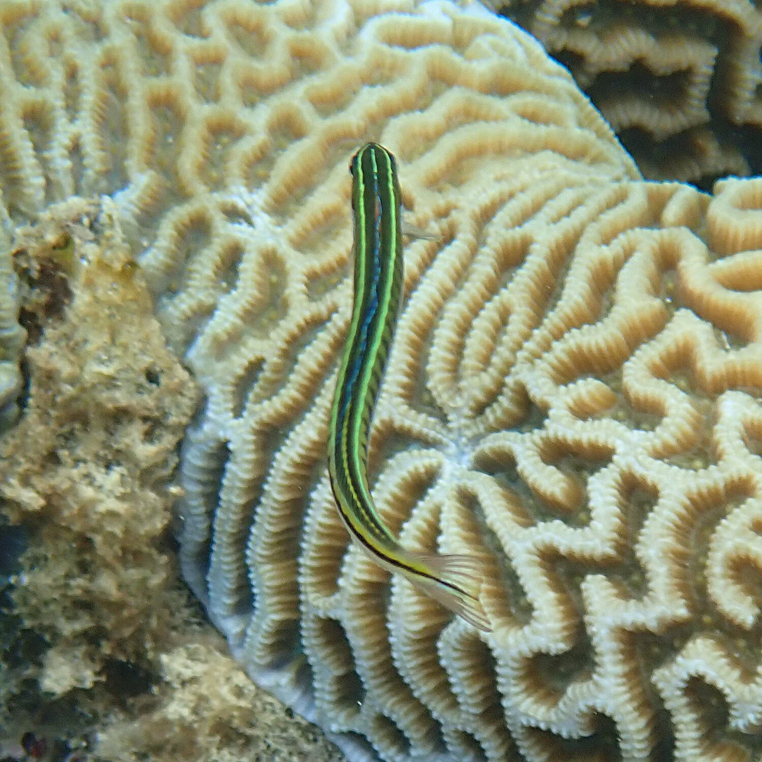 The ‘hit and run’ fish — Norfolk Island's Reef