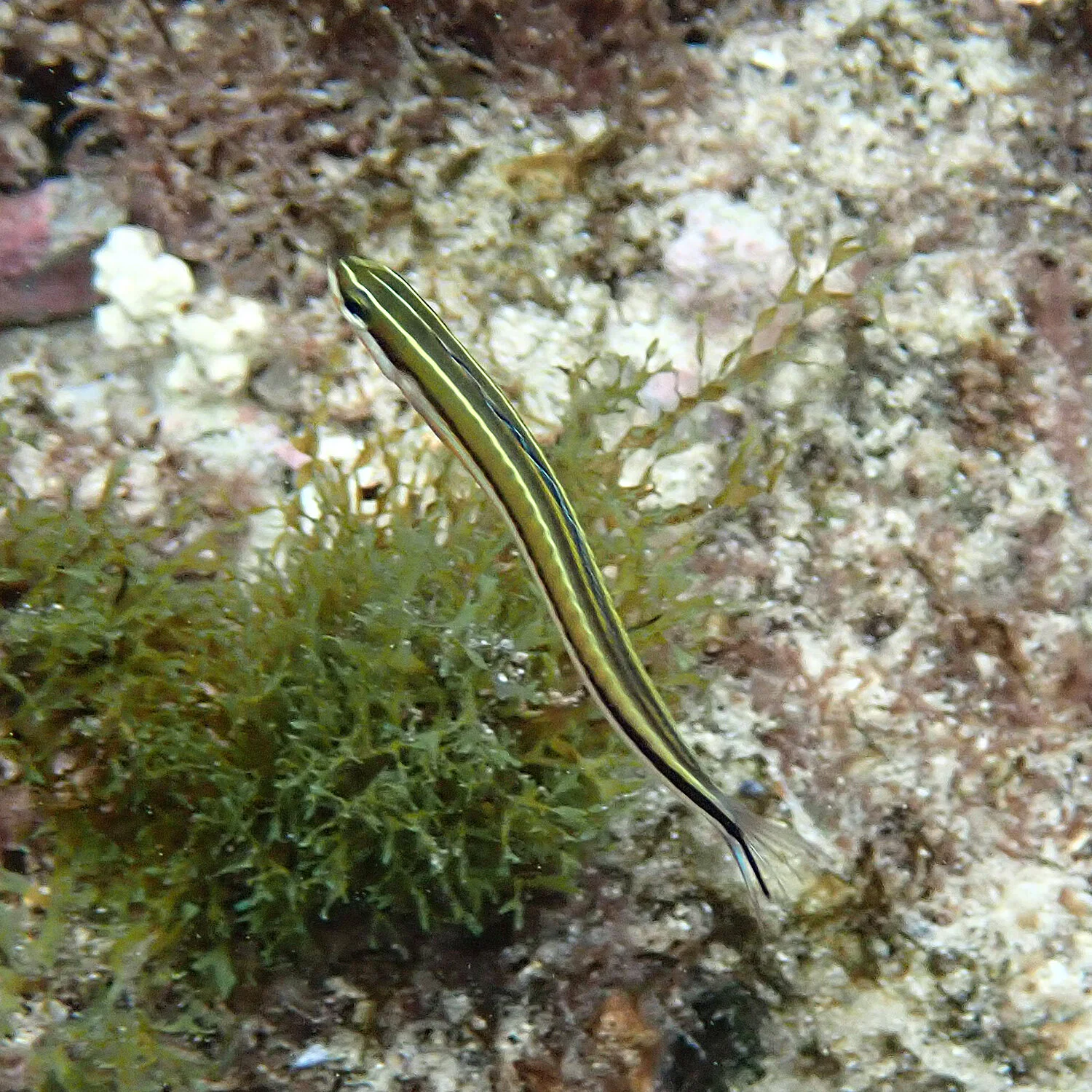 The ‘hit and run’ fish — Norfolk Island's Reef