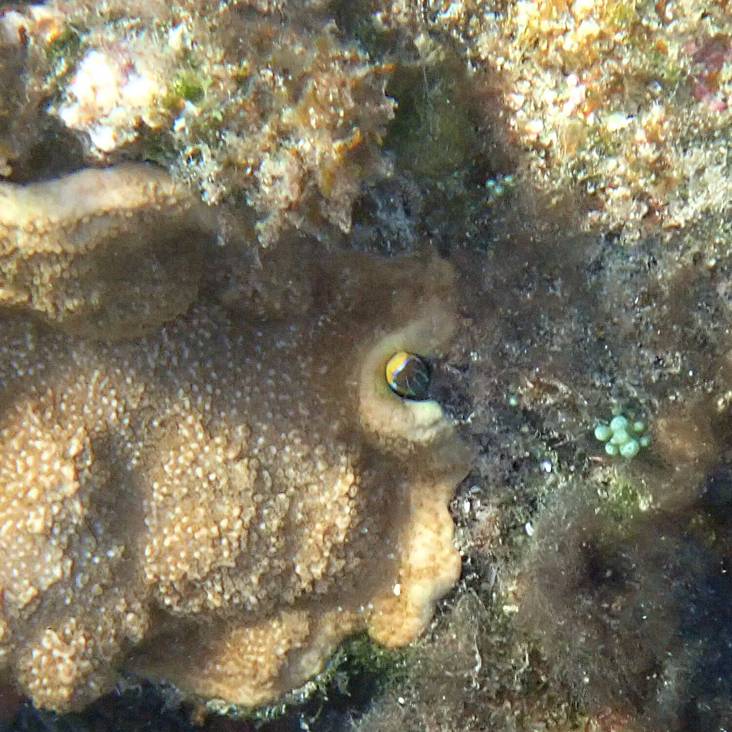 The ‘hit and run’ fish — Norfolk Island's Reef