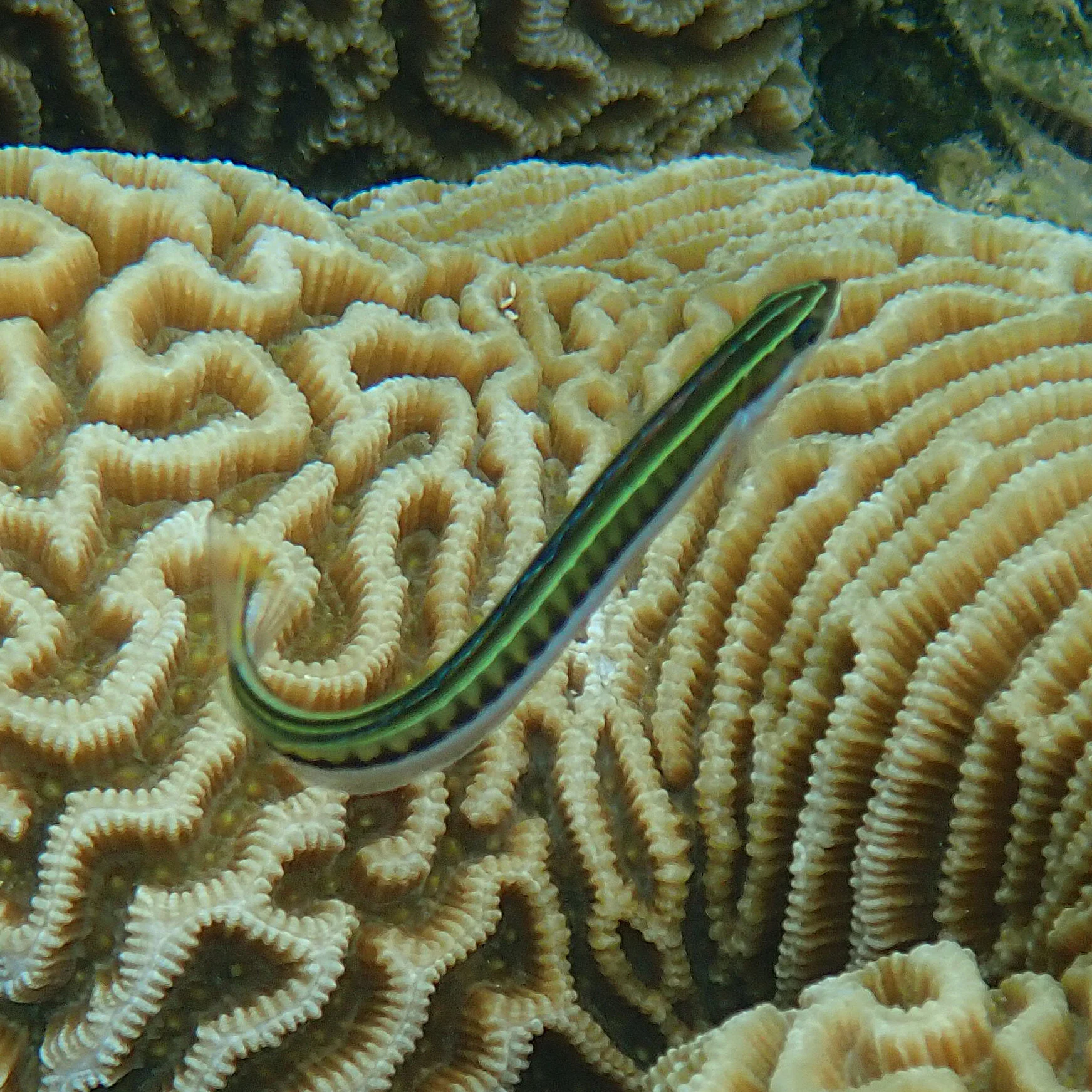 Norfolk Island's Reef Fish