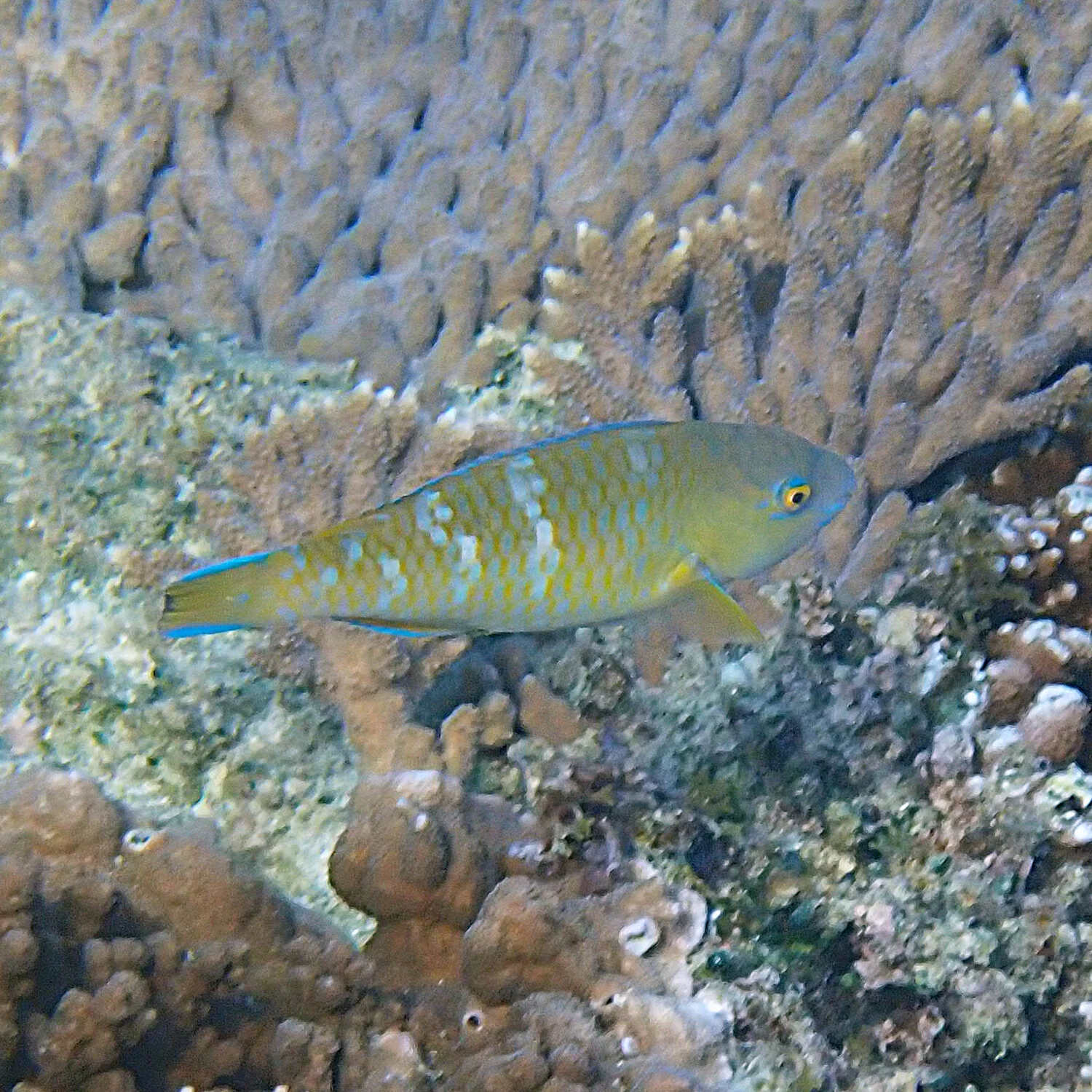 The Sand Poopers — Norfolk Island's Reef