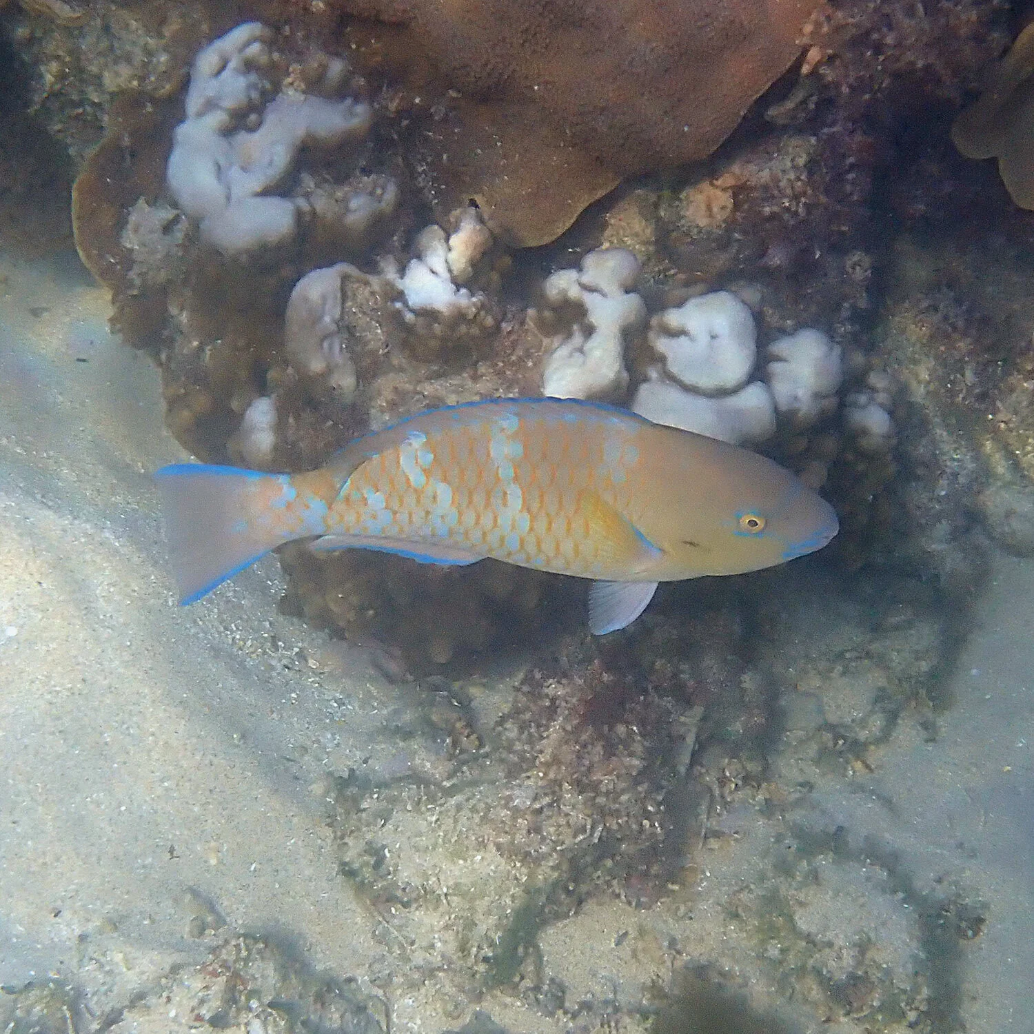 The Sand Poopers — Norfolk Island's Reef