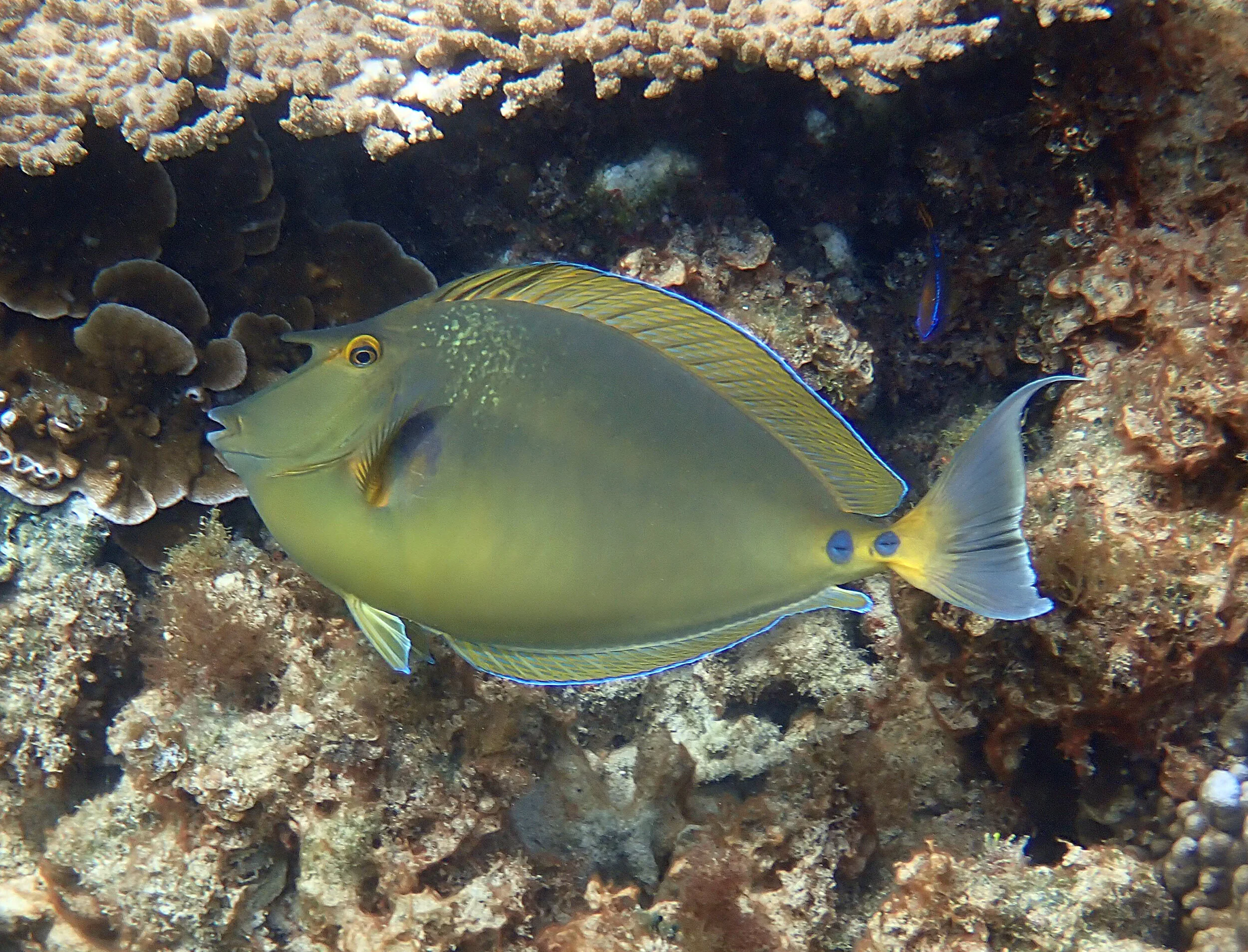 Charisma plus! The bluespine unicornfish — Norfolk Island's Reef