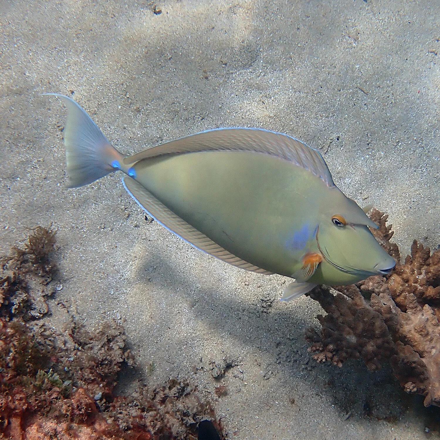 Charisma plus! The bluespine unicornfish — Norfolk Island's Reef