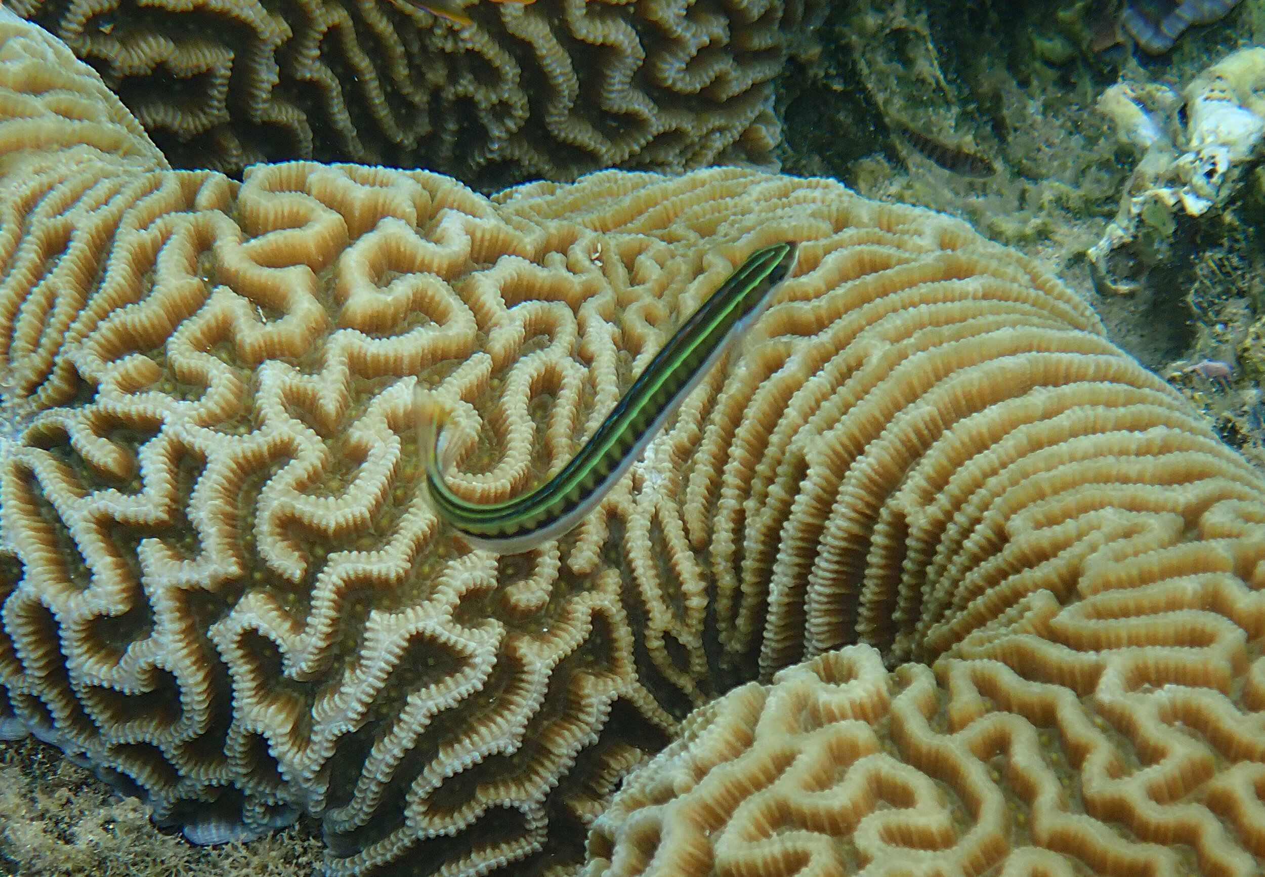The ‘hit and run’ fish — Norfolk Island's Reef