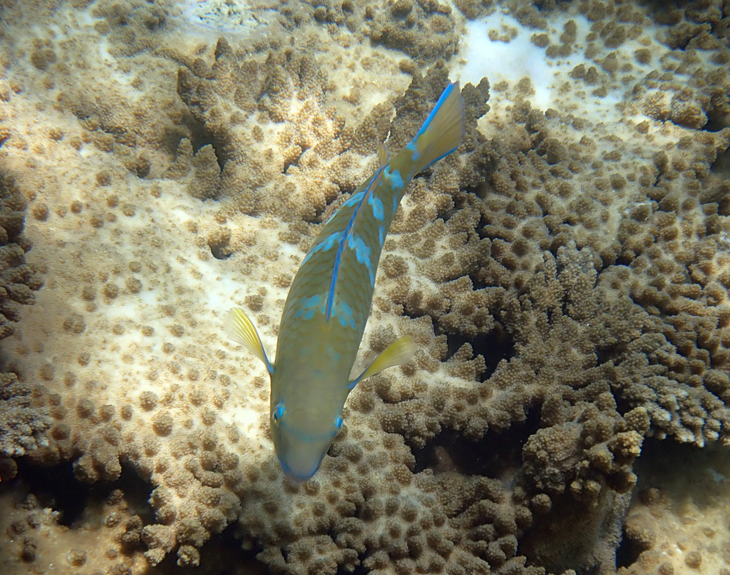 The Sand Poopers — Norfolk Island's Reef