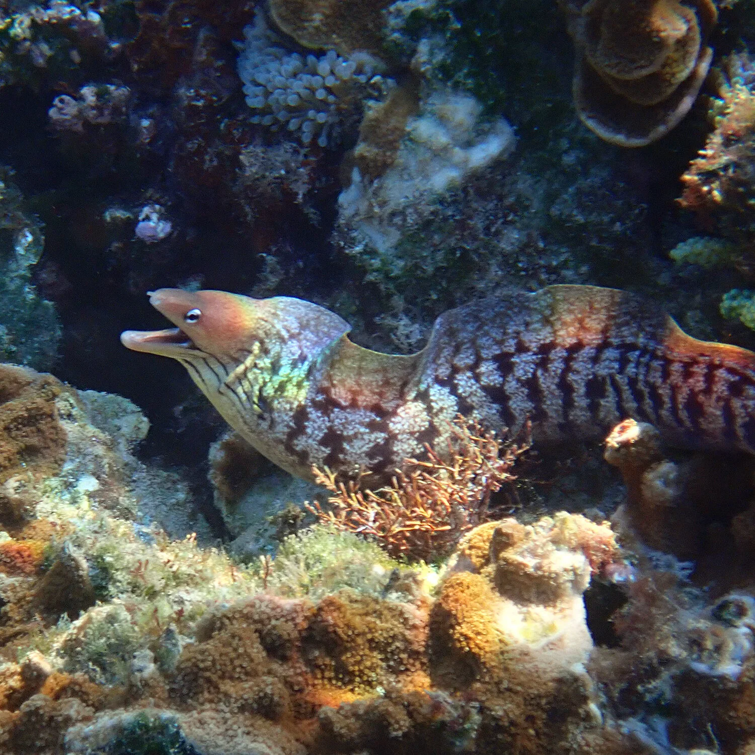 Norfolk Island's Eels