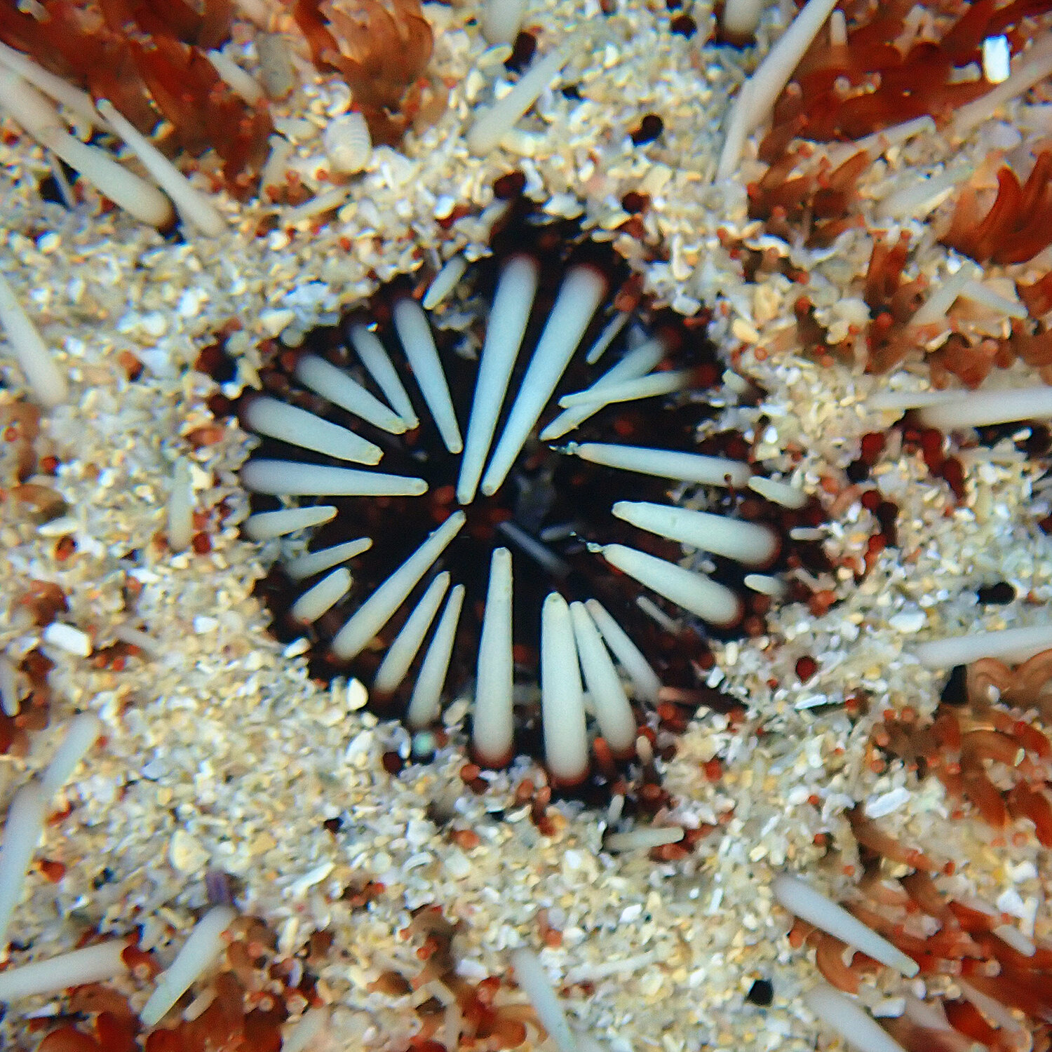 Norfolk Island's Sea Urchins and Sea Cucumbers