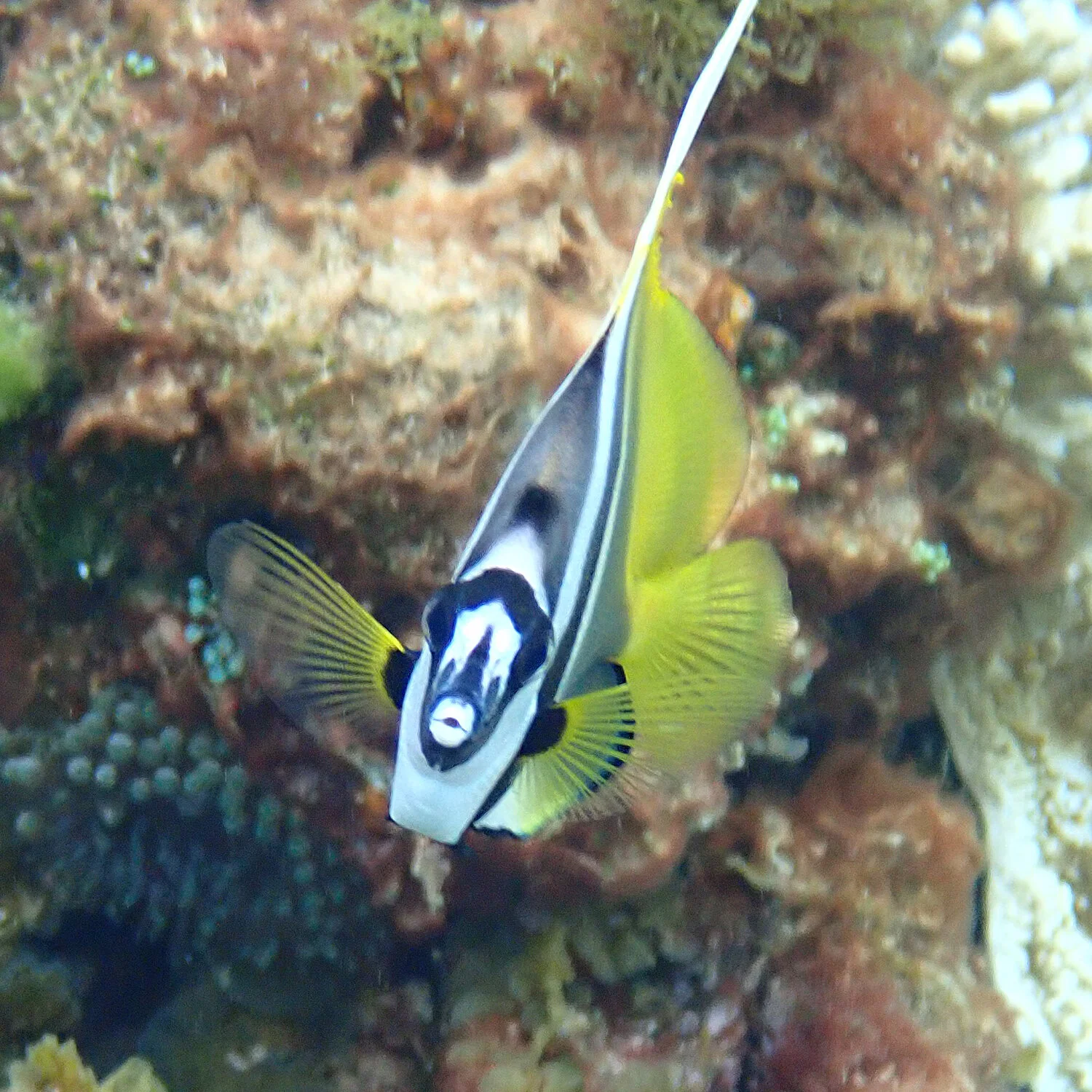 Here's looking at you! — Norfolk Island's Reef