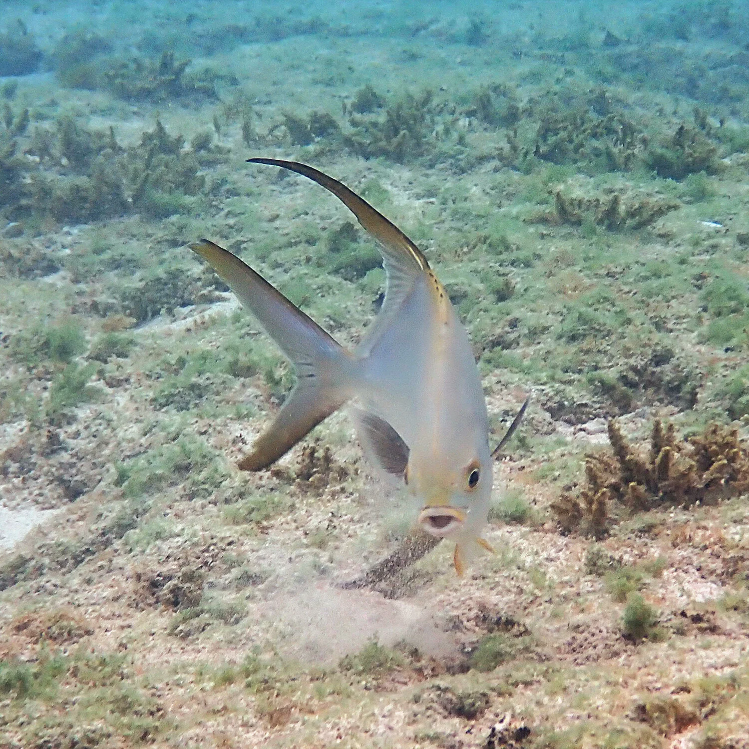 Here's looking at you! — Norfolk Island's Reef