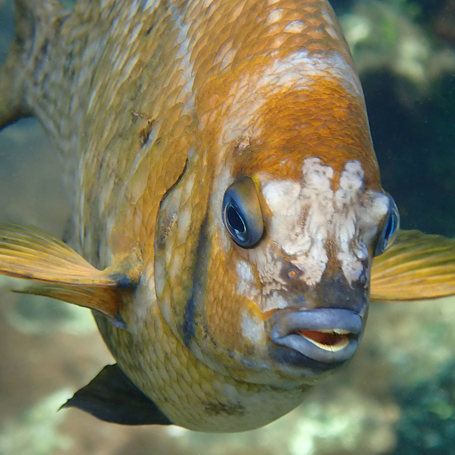 Here's looking at you! — Norfolk Island's Reef