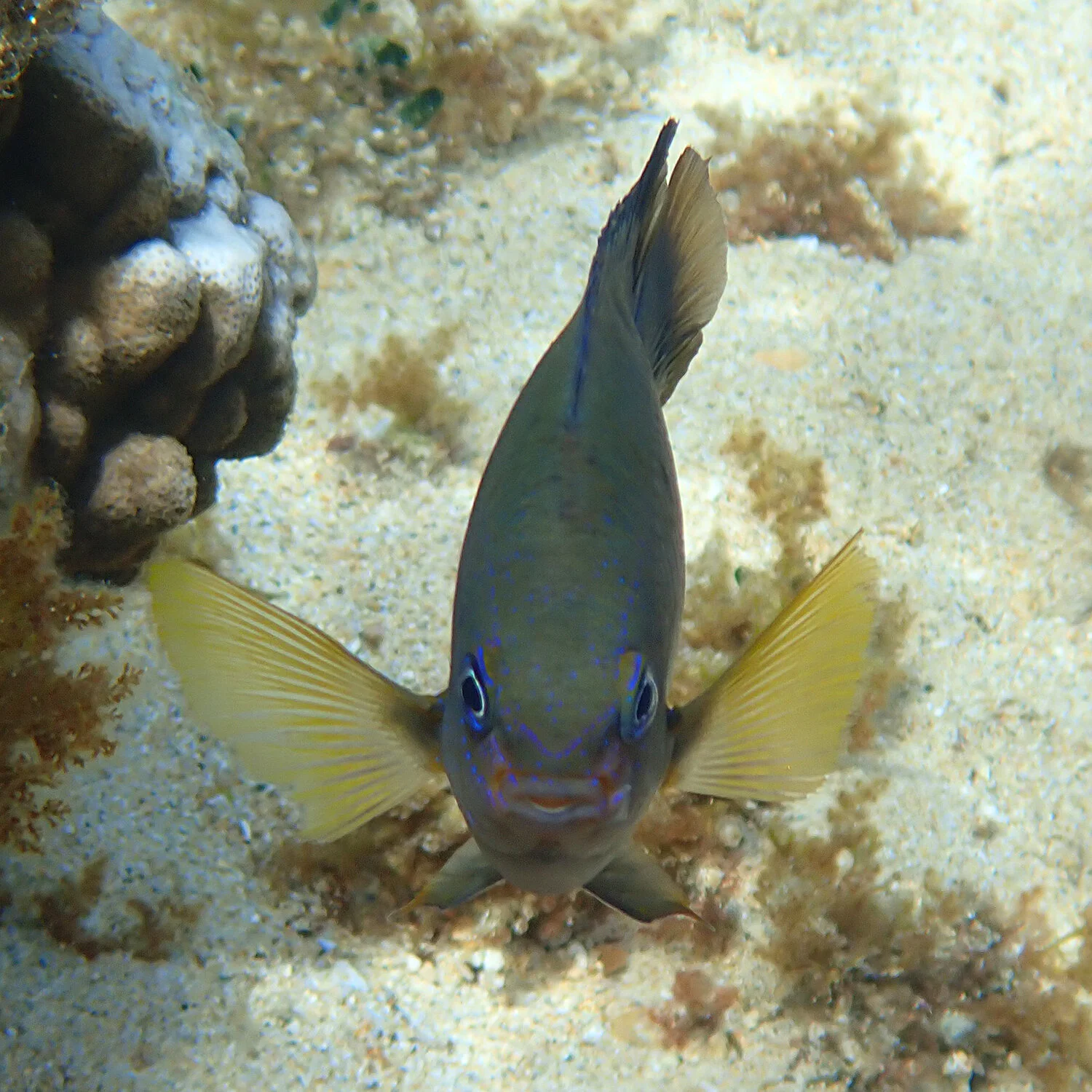 Here's looking at you! — Norfolk Island's Reef
