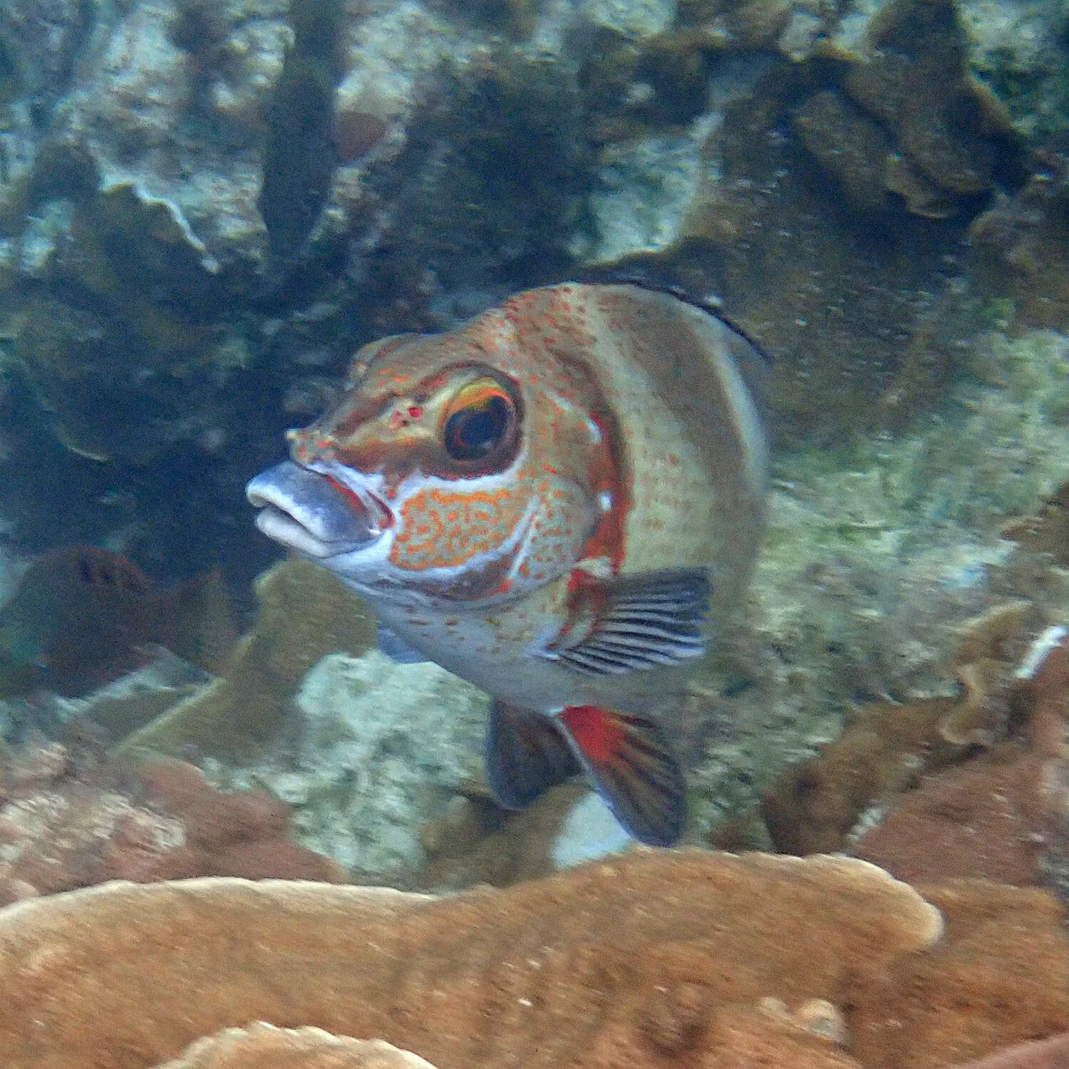 Here's looking at you! — Norfolk Island's Reef