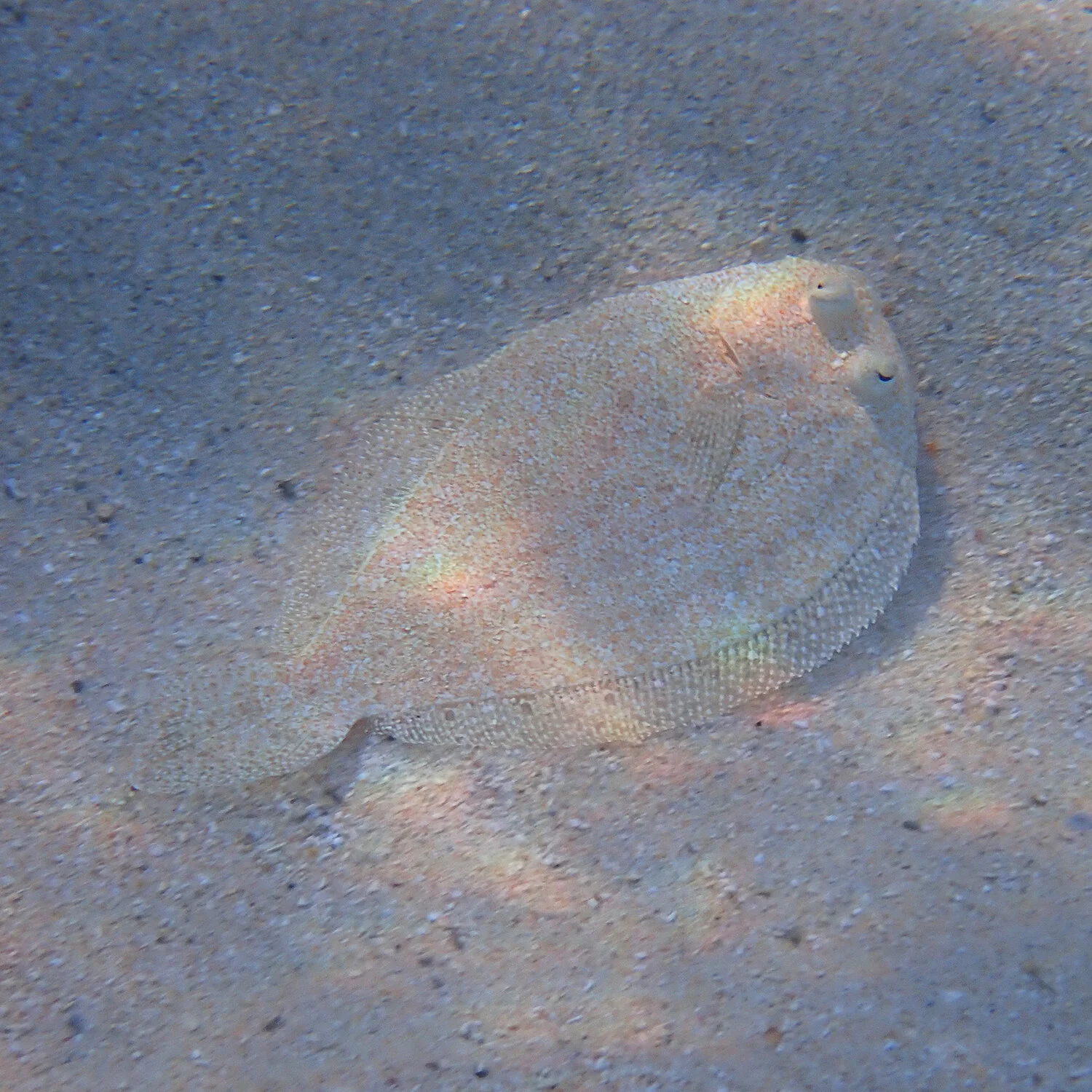 Beneath the waves in Emily Bay, Norfolk Island — Norfolk Island's Reef