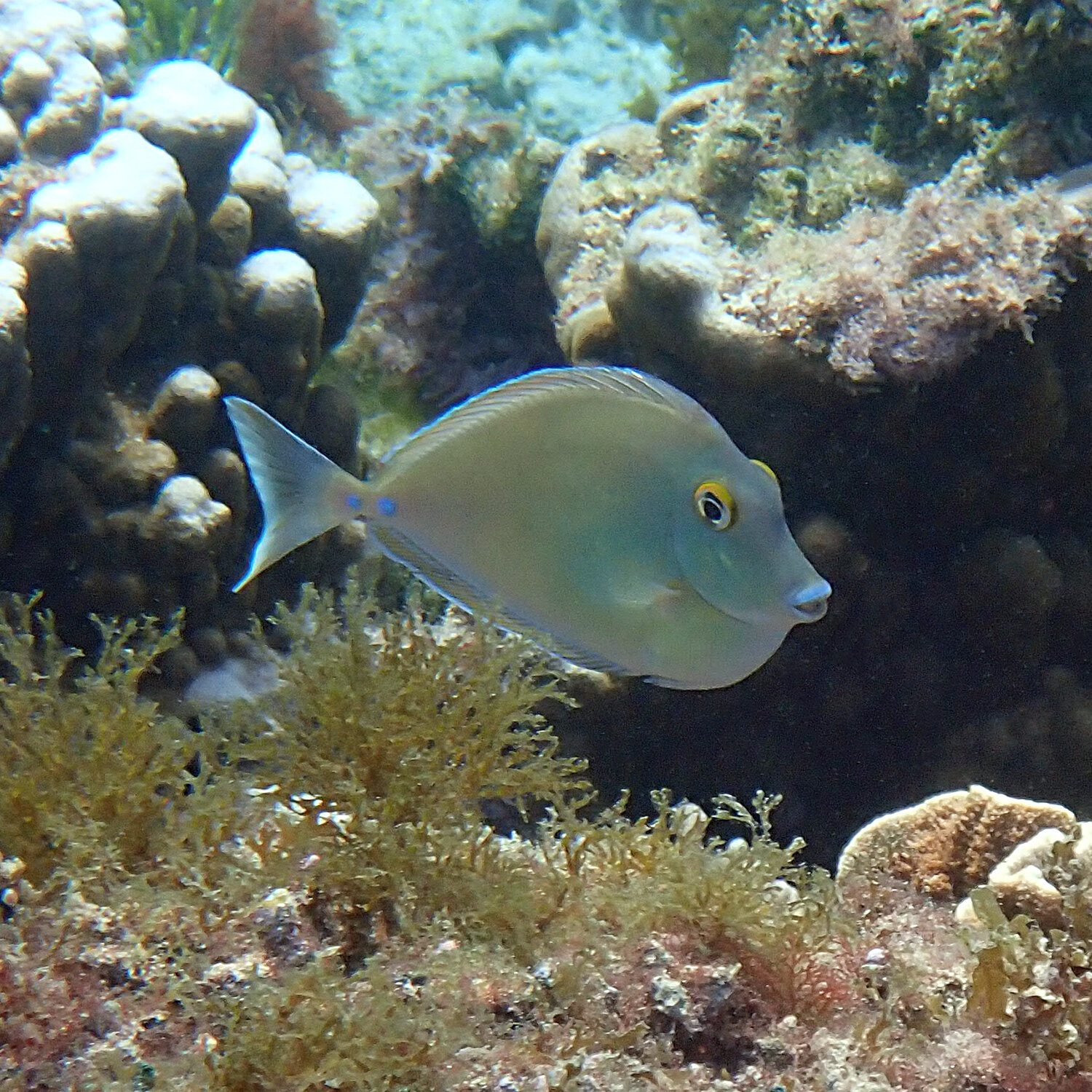 Charisma plus! The bluespine unicornfish — Norfolk Island's Reef